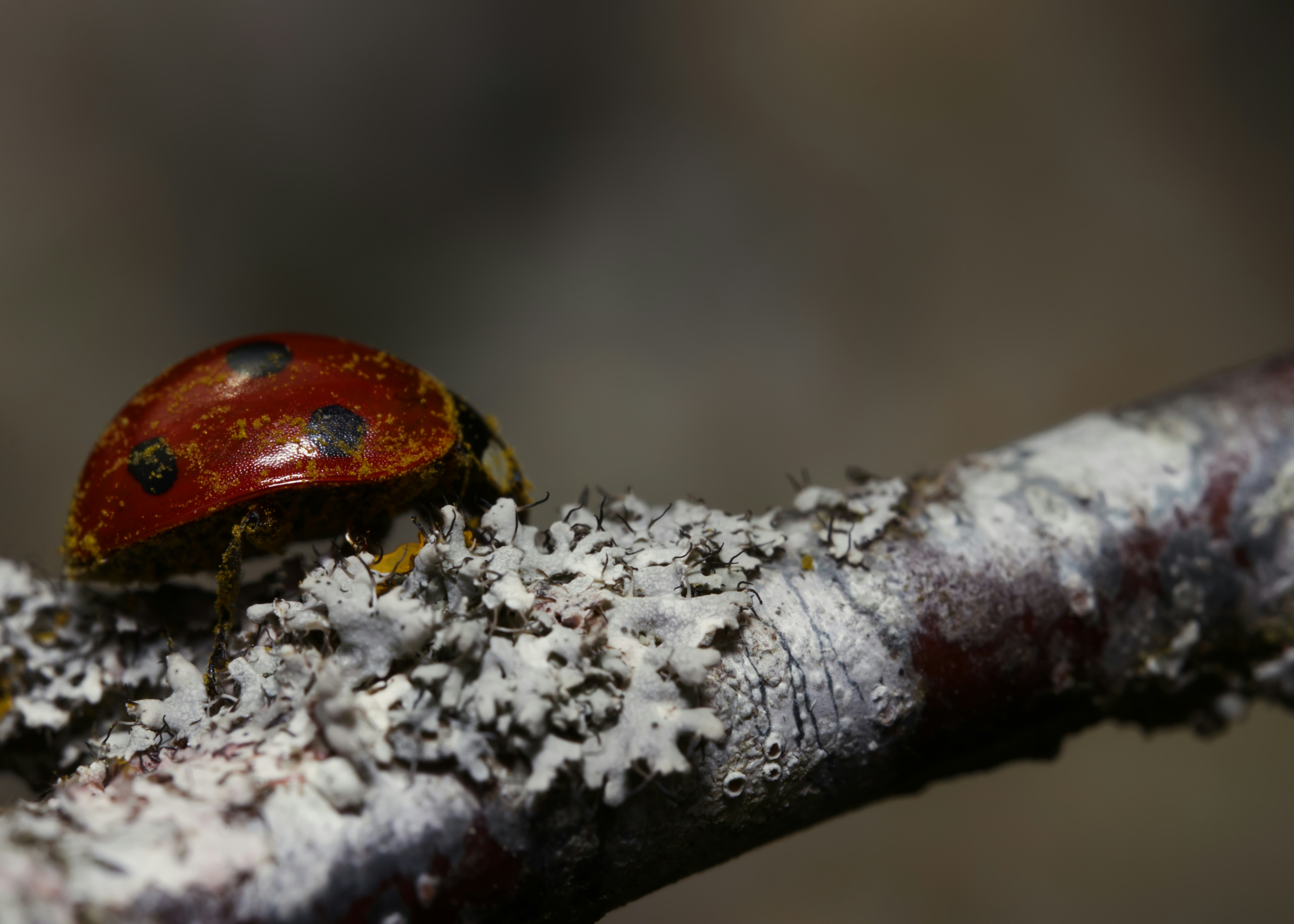 Crimson Spot on Lichen Lace: Macro Portrait of a Tiny Traveler