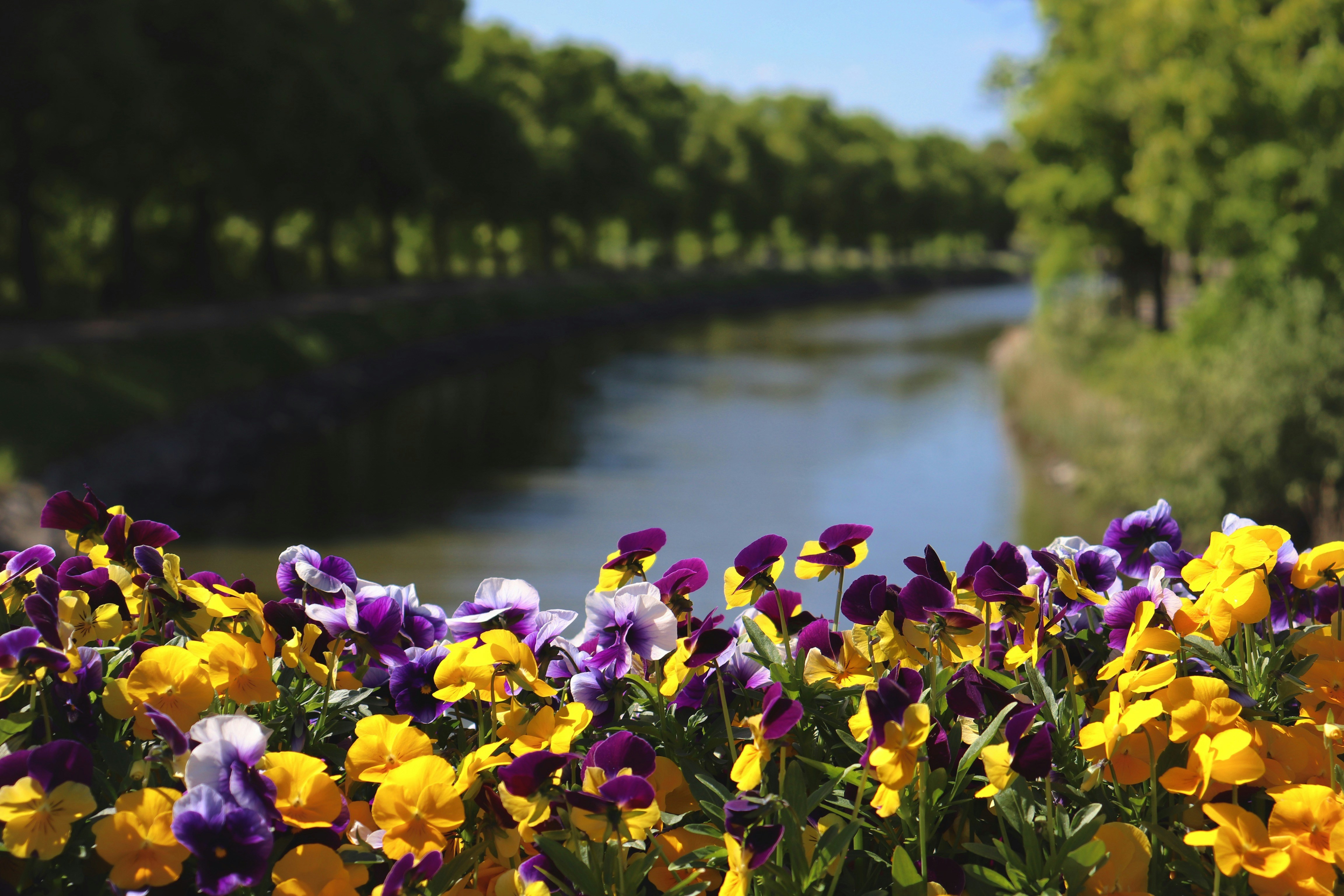 A bunch of flowers that are by a river photo – Free Sweden Image on ...