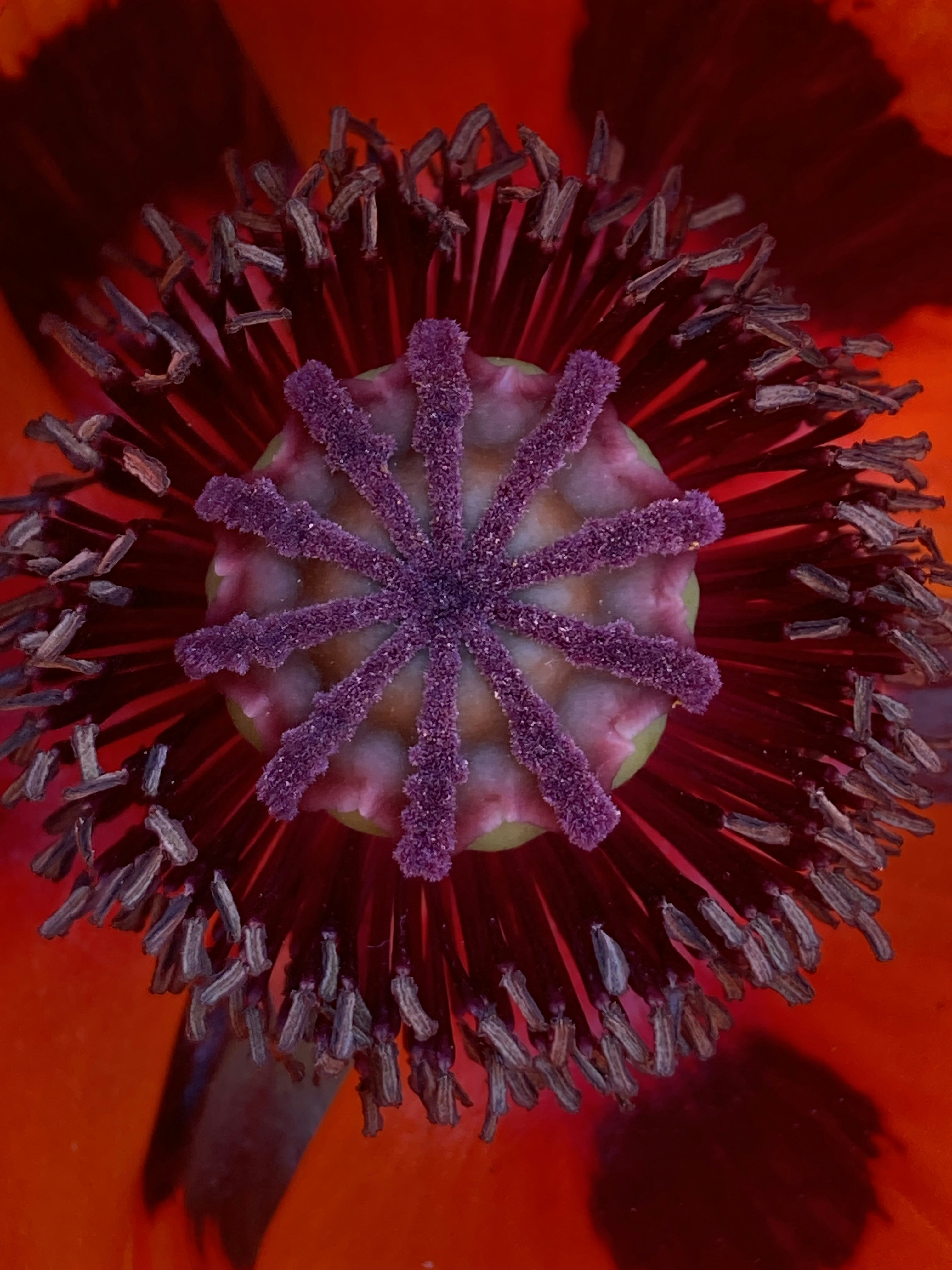 Crimson Core: Velvet Heart of a Bloom in Macro