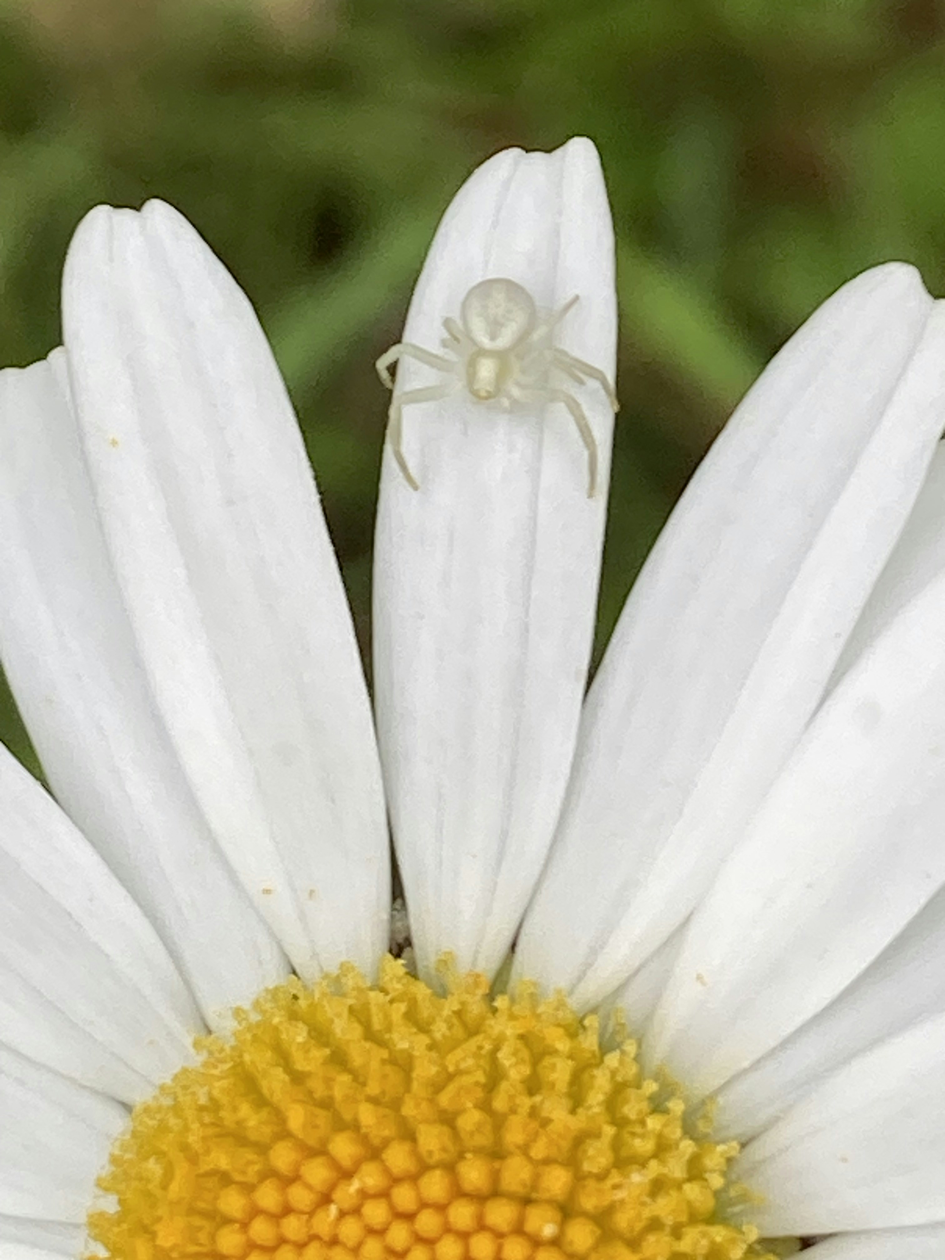 Petal Sentinel: a pale spider pauses on a daisy's white crown