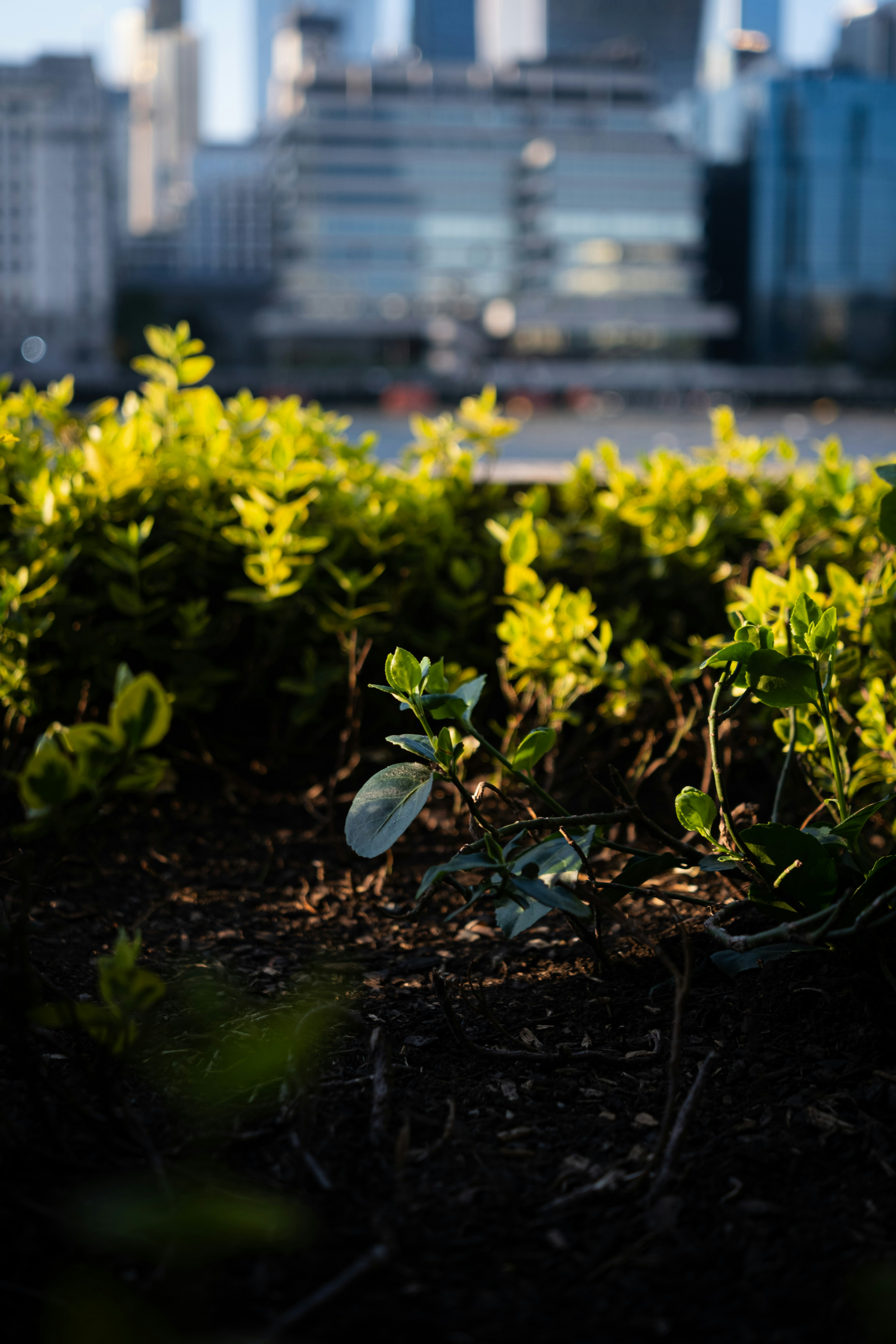 Sun-Kissed Foliage Framing a Distant Skyline
