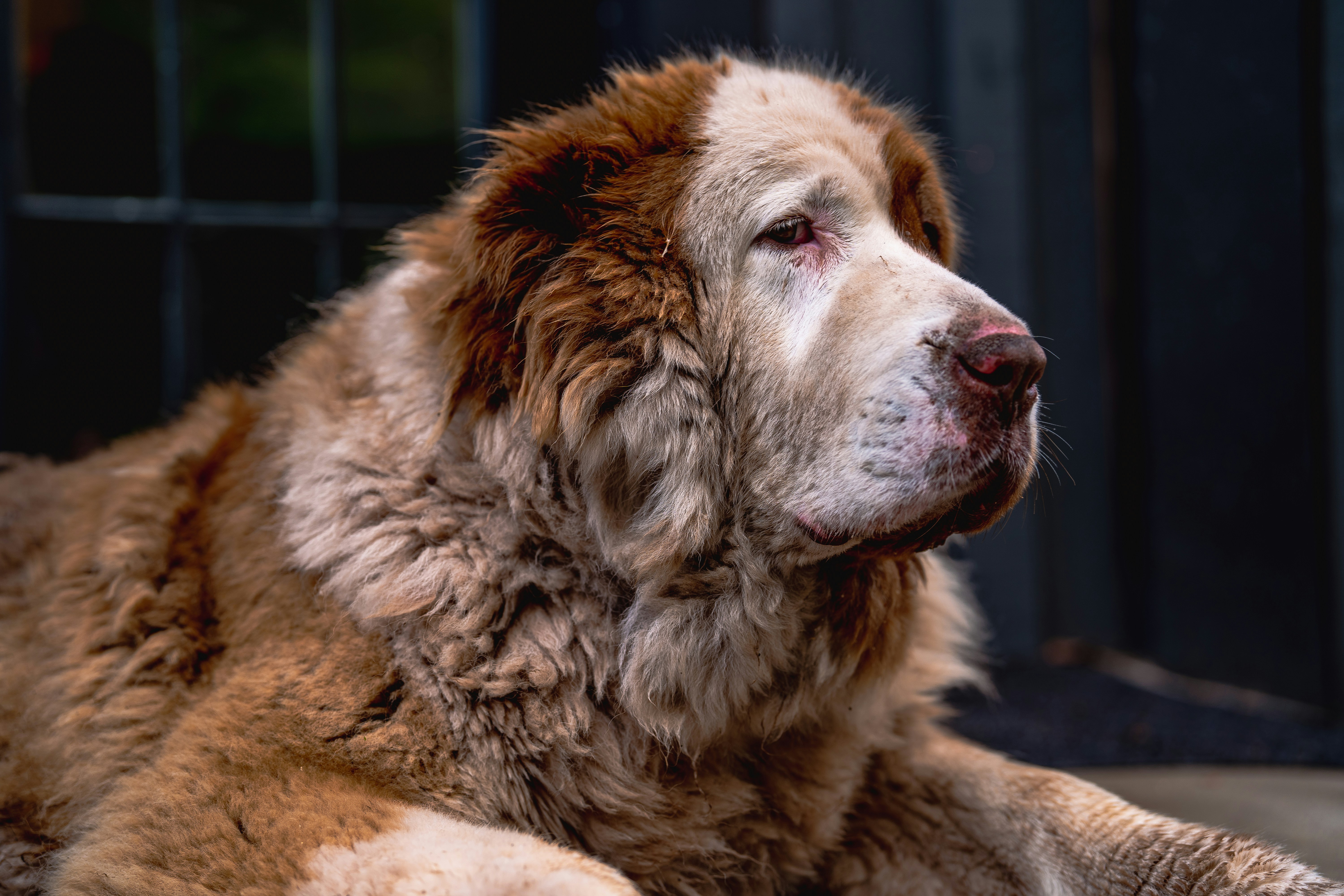 Noble Gaze of the Timeworn Canine