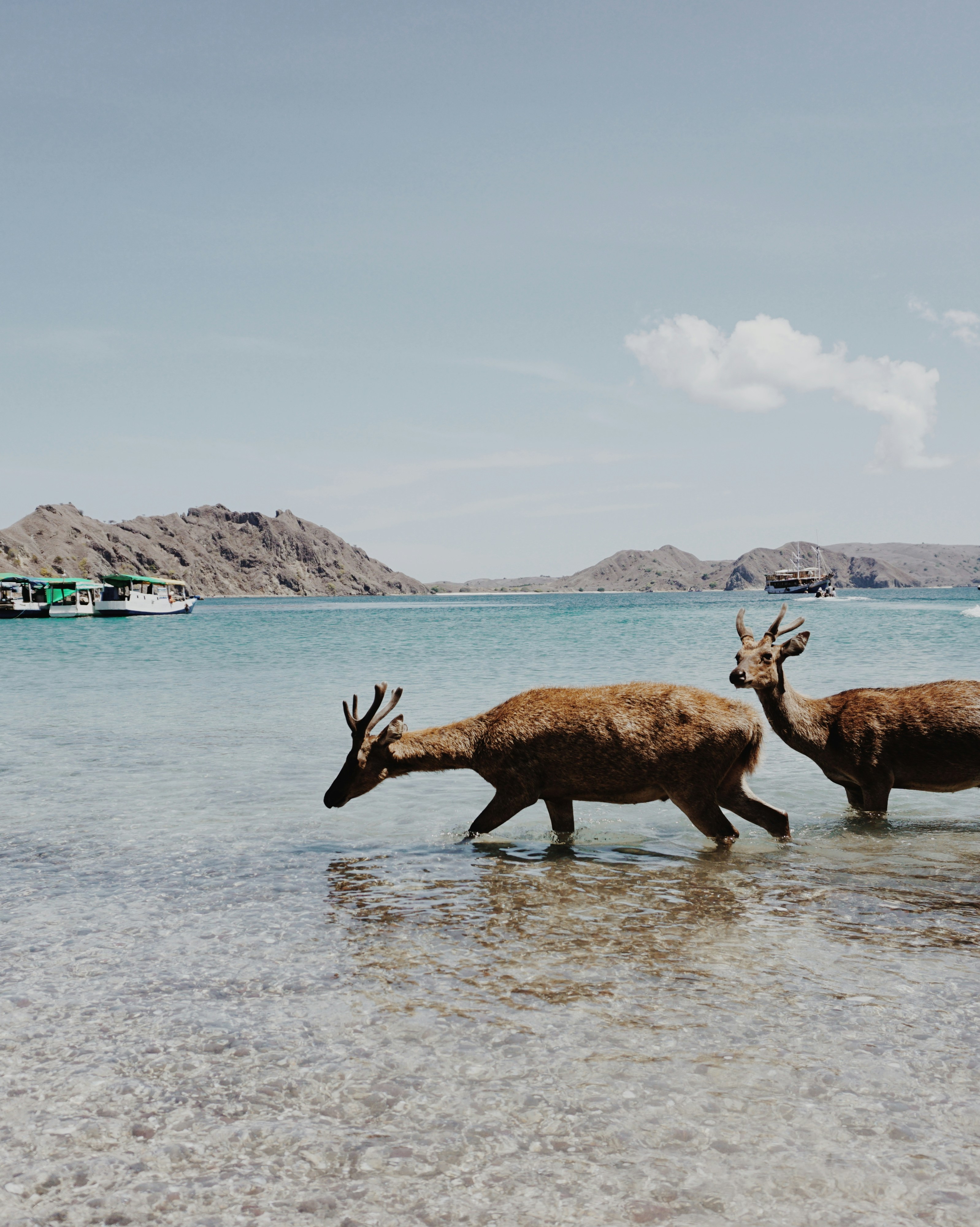 A couple of animals that are walking in some water photo – Free Labuan ...