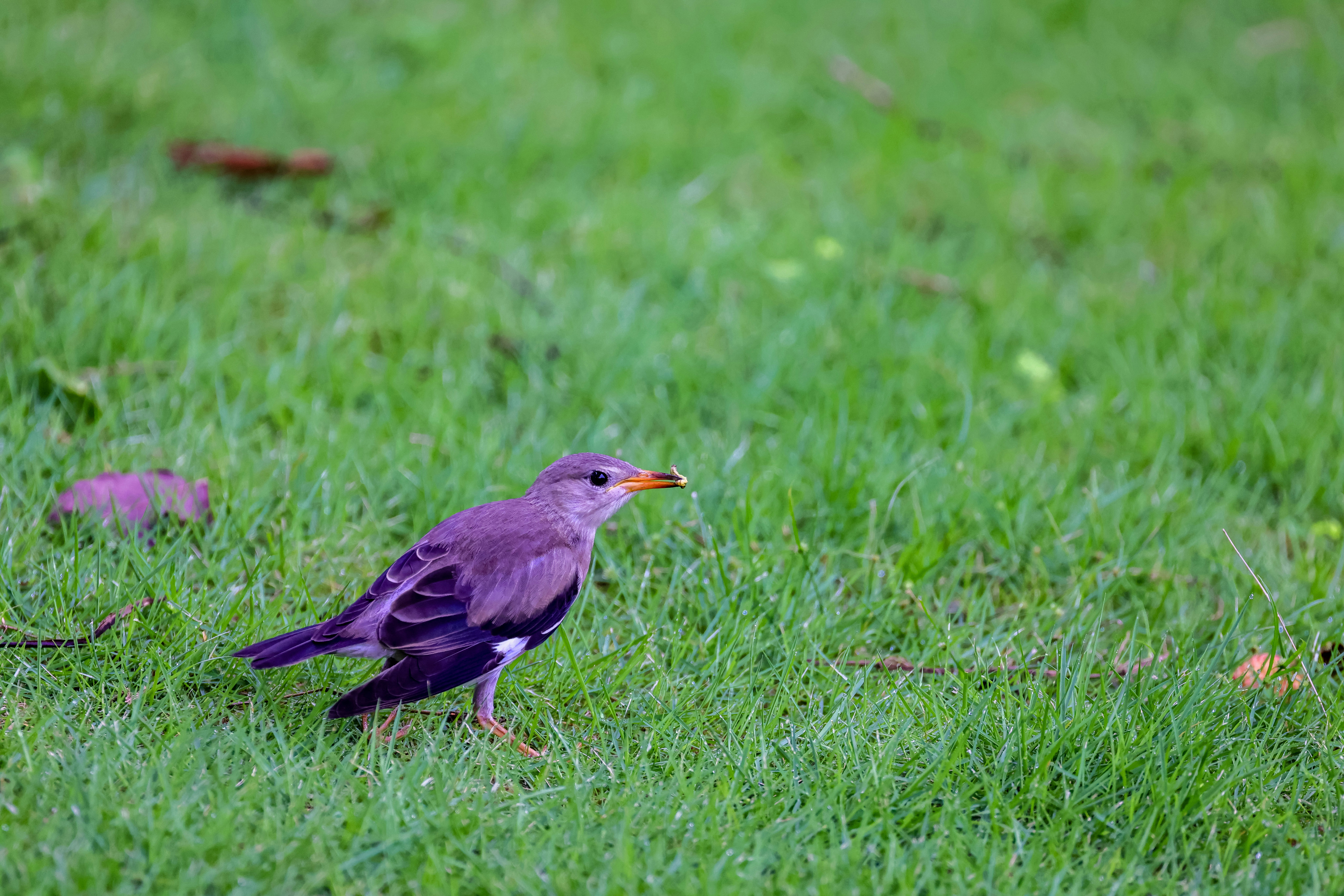 Violet-hued Songbird on a Lush Suburban Lawn