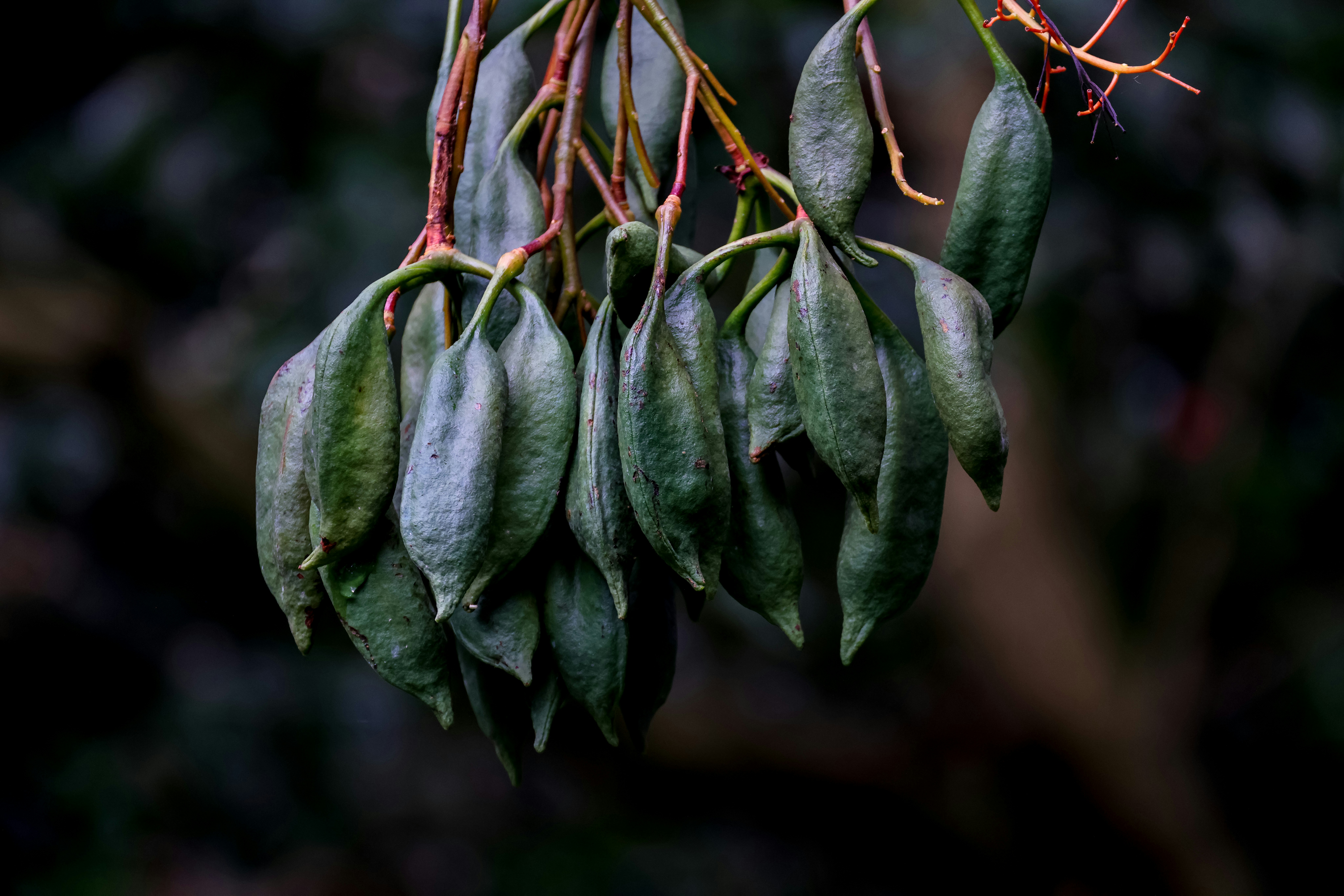 Emerald Weave: Dangling Leaves in Velvet Shadow