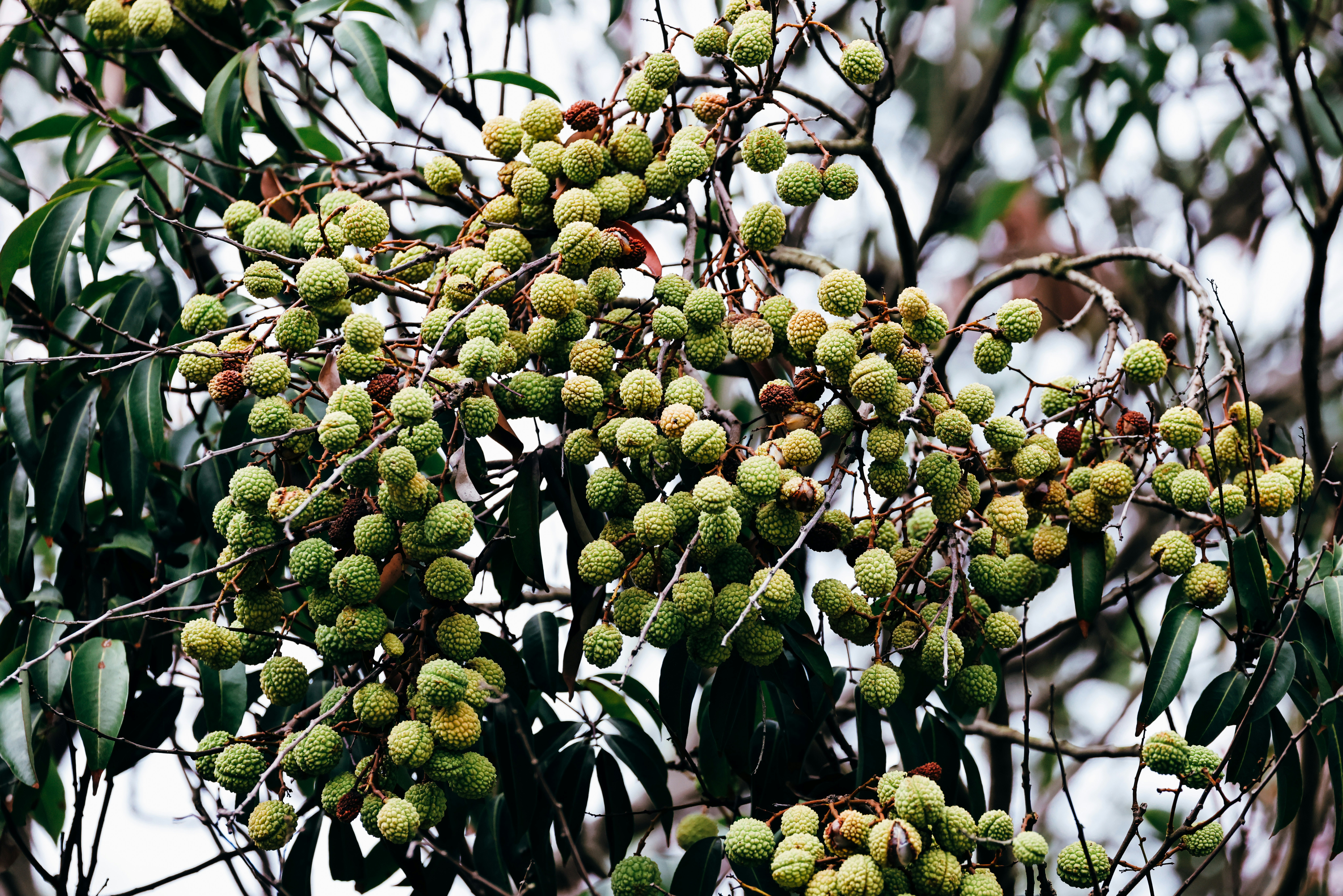 Foto Un árbol lleno de mucha fruta verde – Imagen Árbol gratis en Unsplash