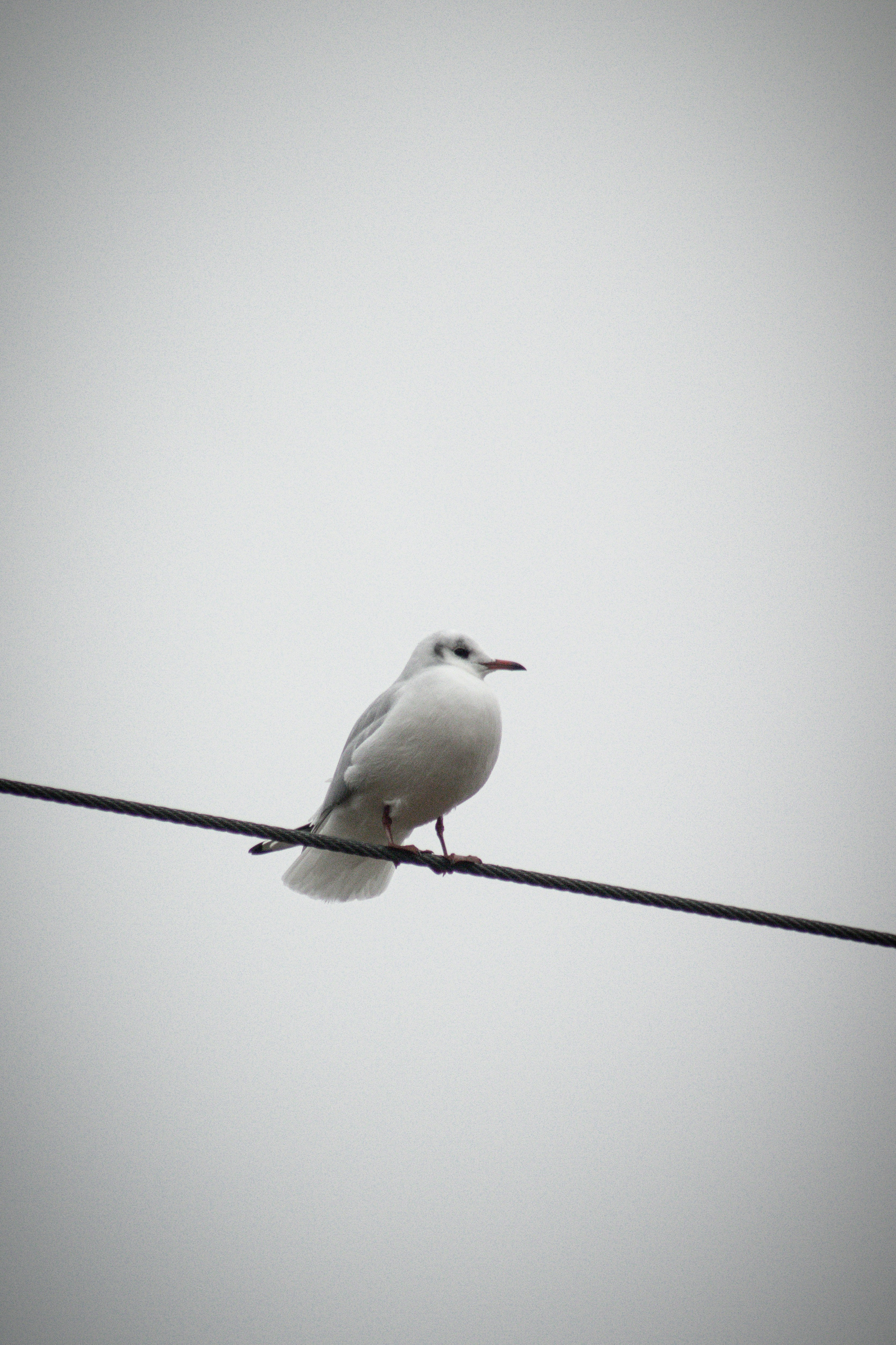 Wirebound Solitude: Gull on a Quiet Wire Under a Pale Sky