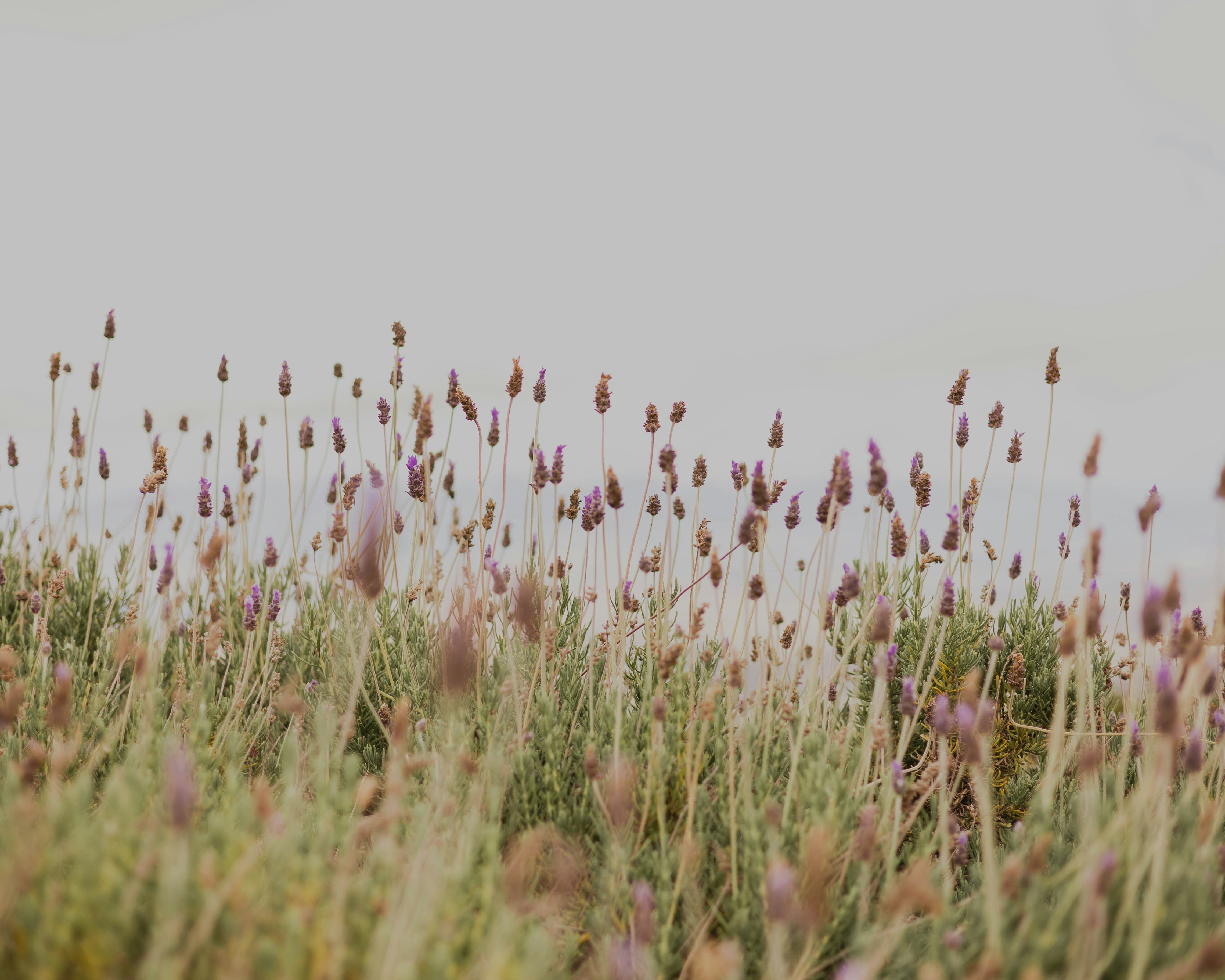Field of Quiet Light: Lavender Haze in Soft Dawn