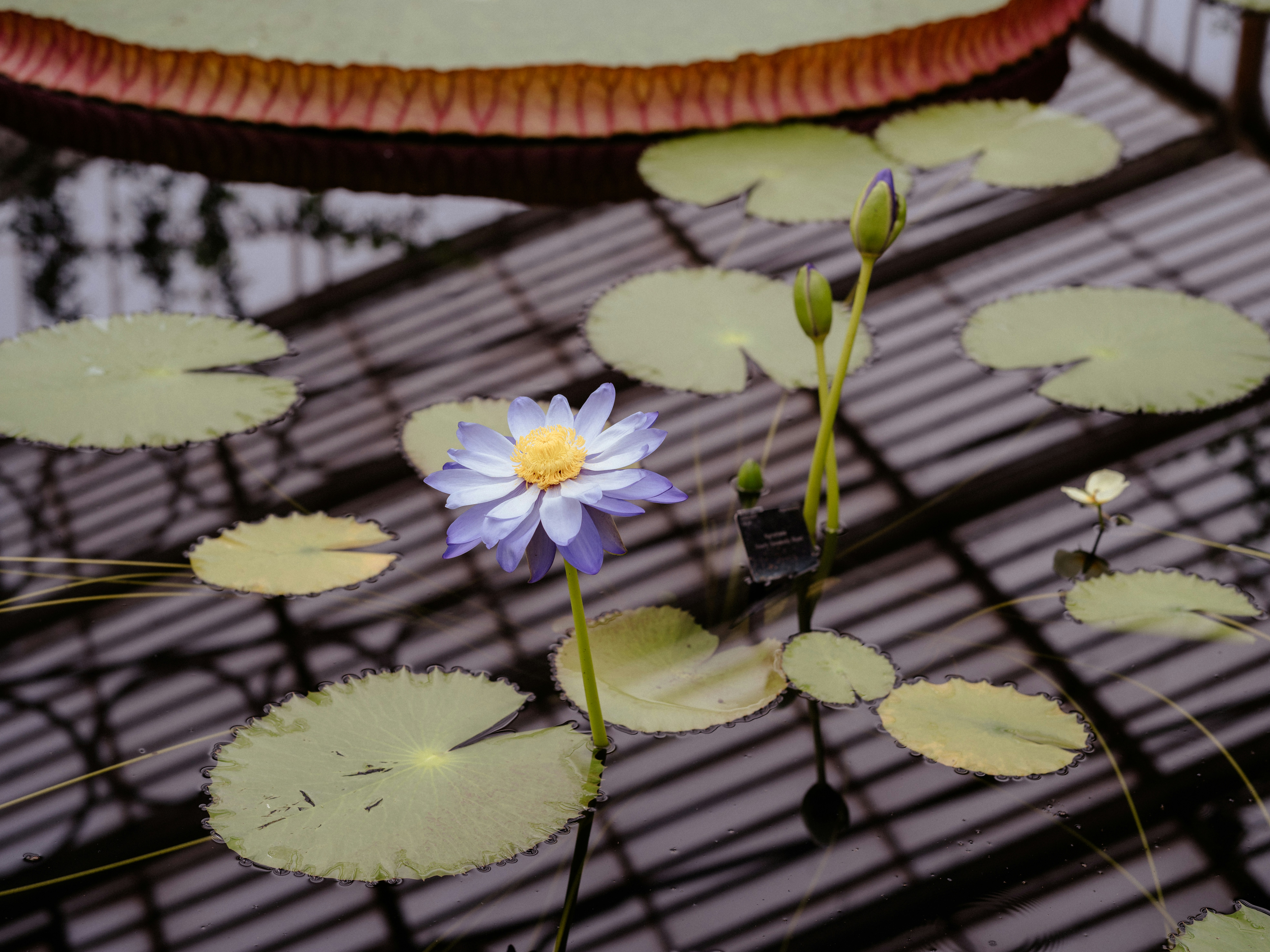 Single blue water lily in a reflective pond with floating leaves