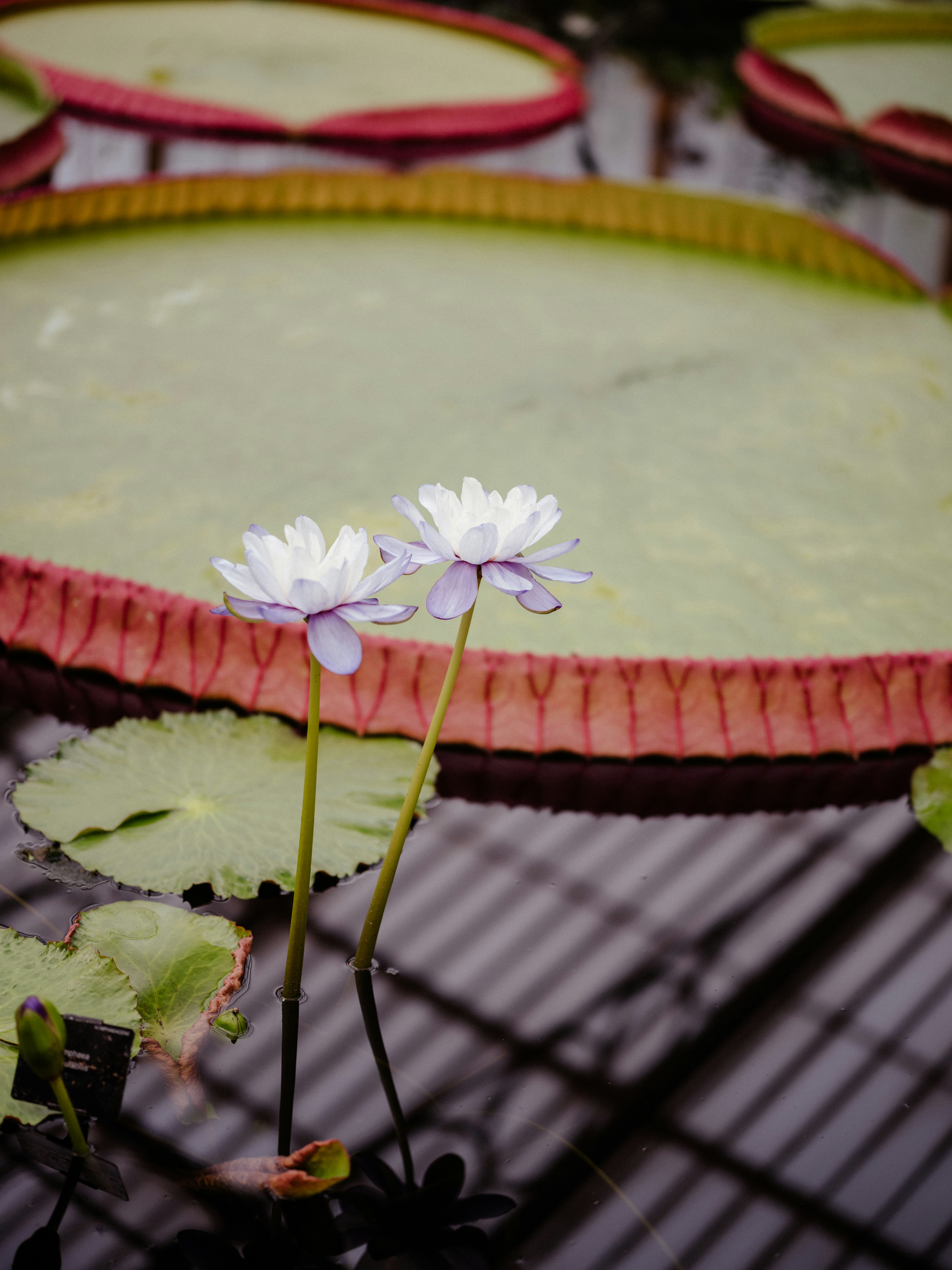 Two White Water Lilies Between Red-Edged Pads: Quiet Depths in Focus