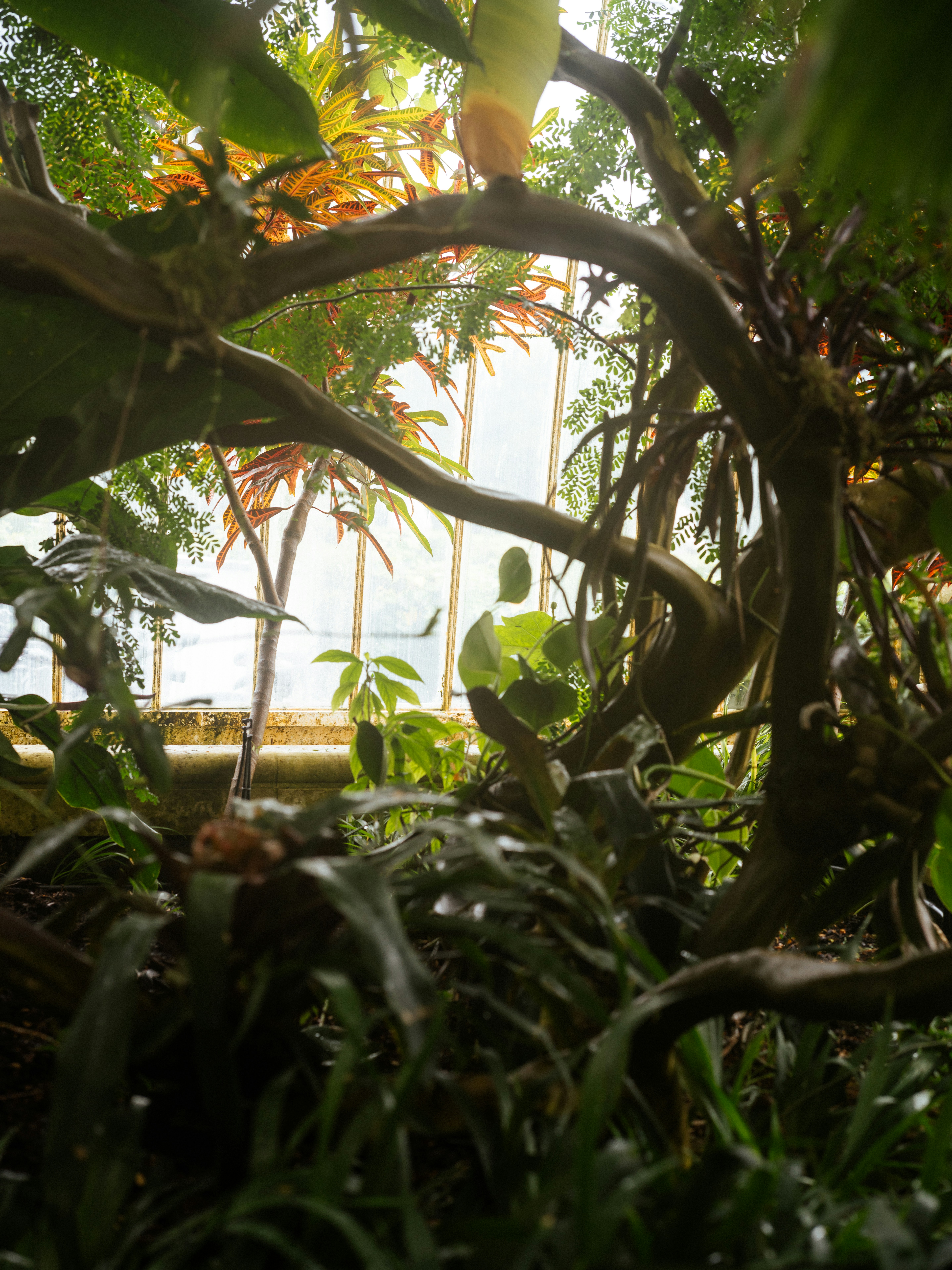 A view of a window through some plants photo – Free Botany Image on ...