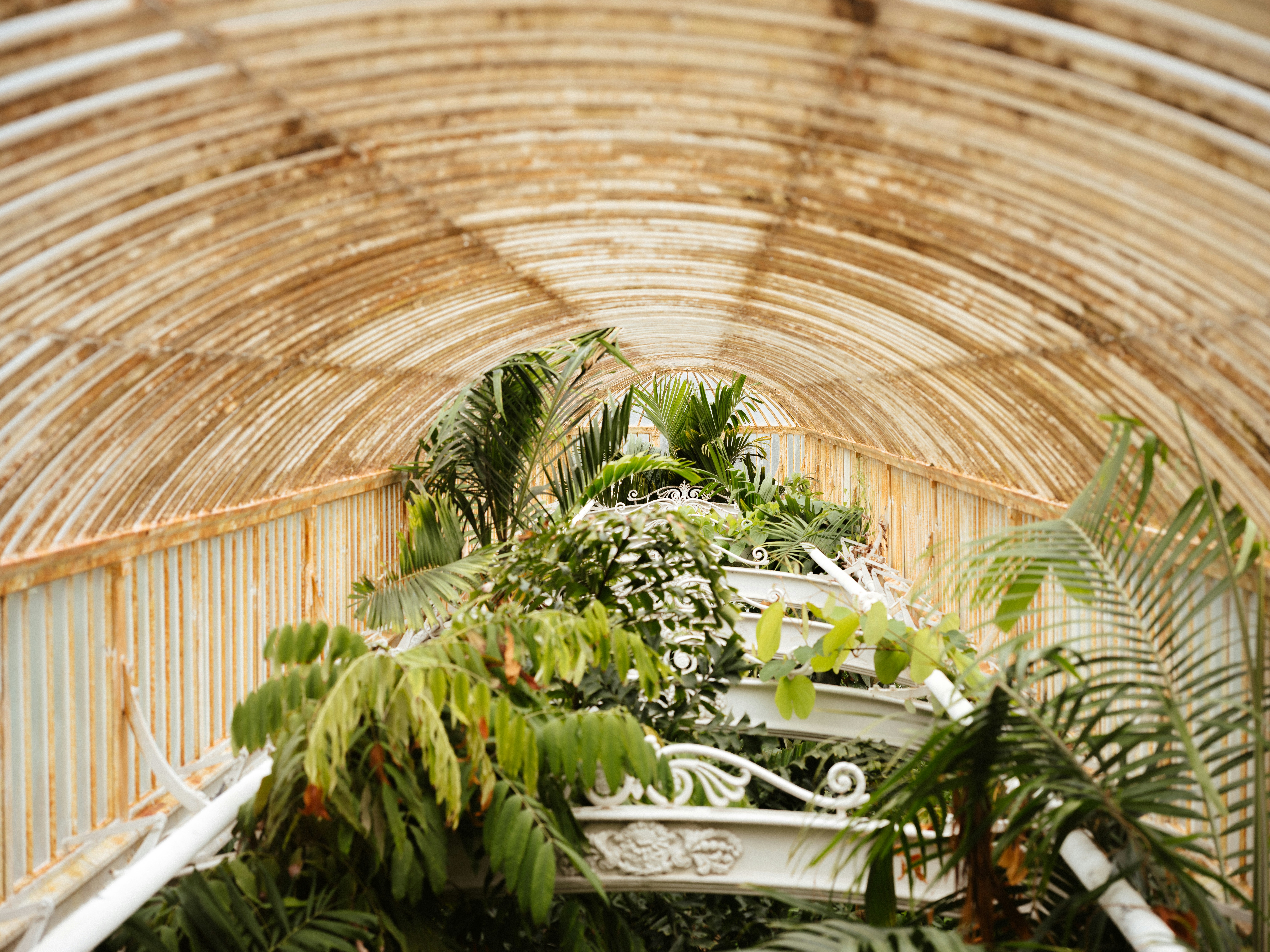 Verdant Sanctuary Beneath a Rattan Vault