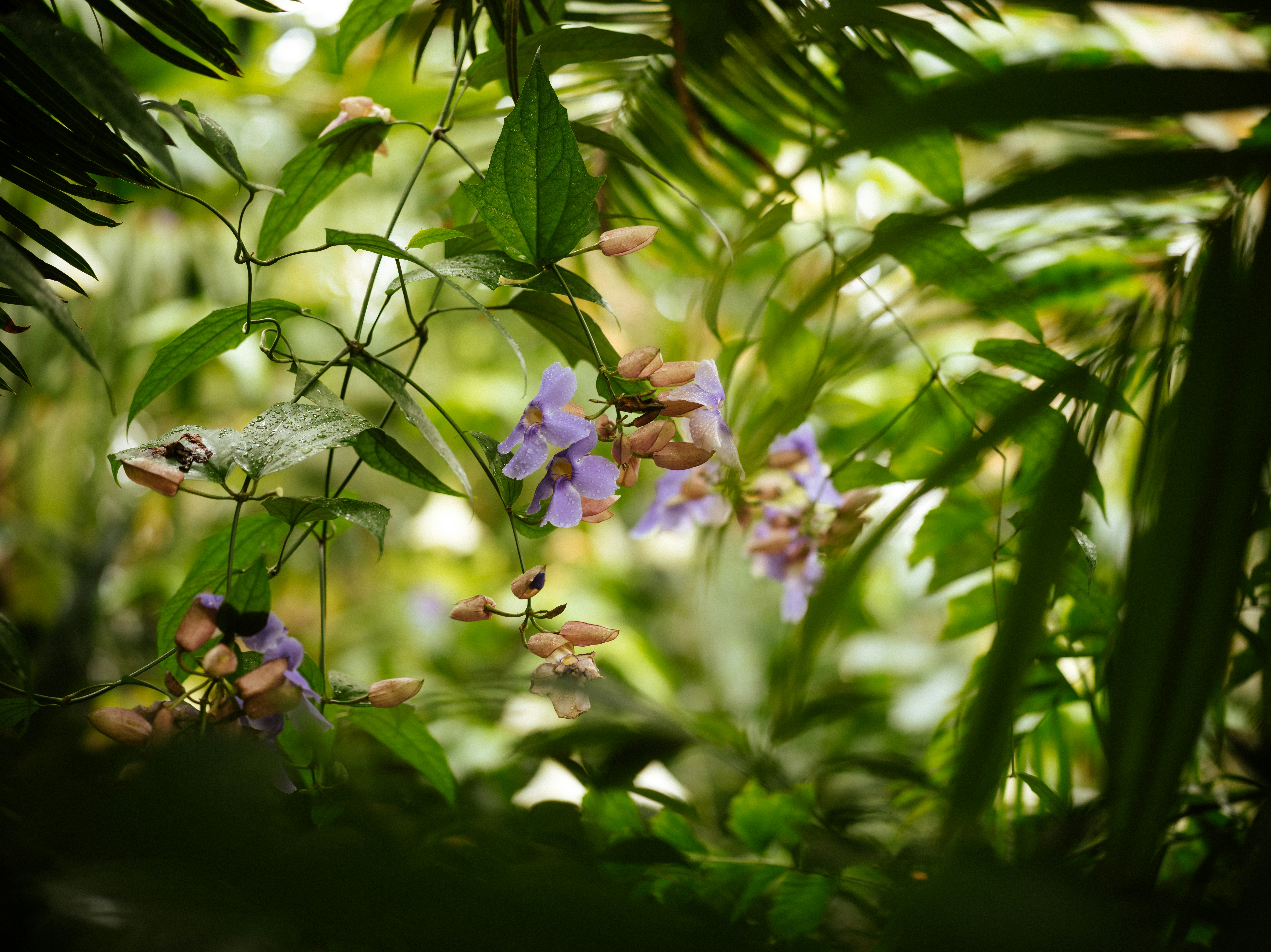 Vines and Lavender Blooms Hidden in Gentle Garden Light
