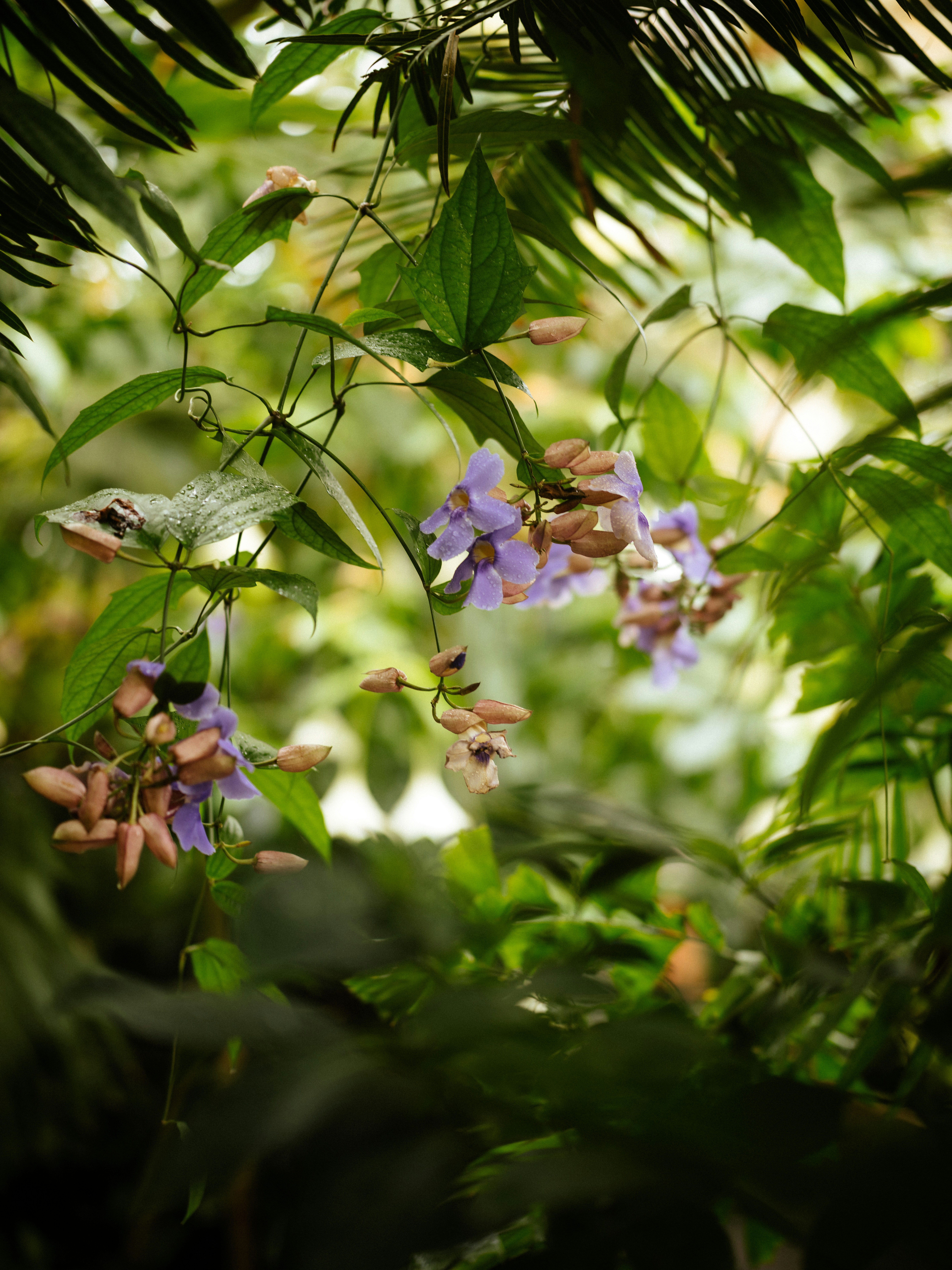 Vines and violet blossoms Framing a Quiet Garden