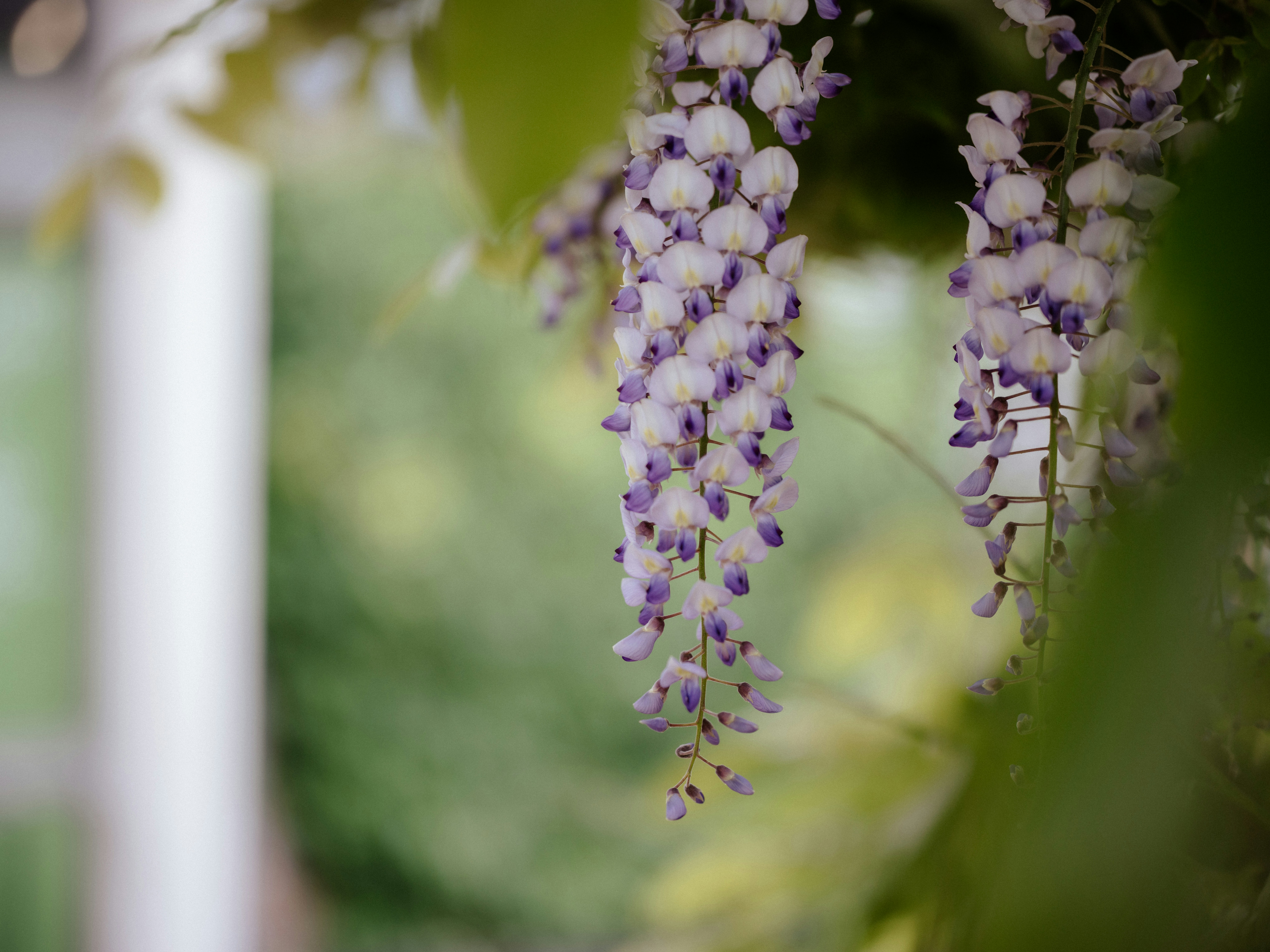 Lilac Droplets: AClose Fragrance of Purple Weeping Flowers