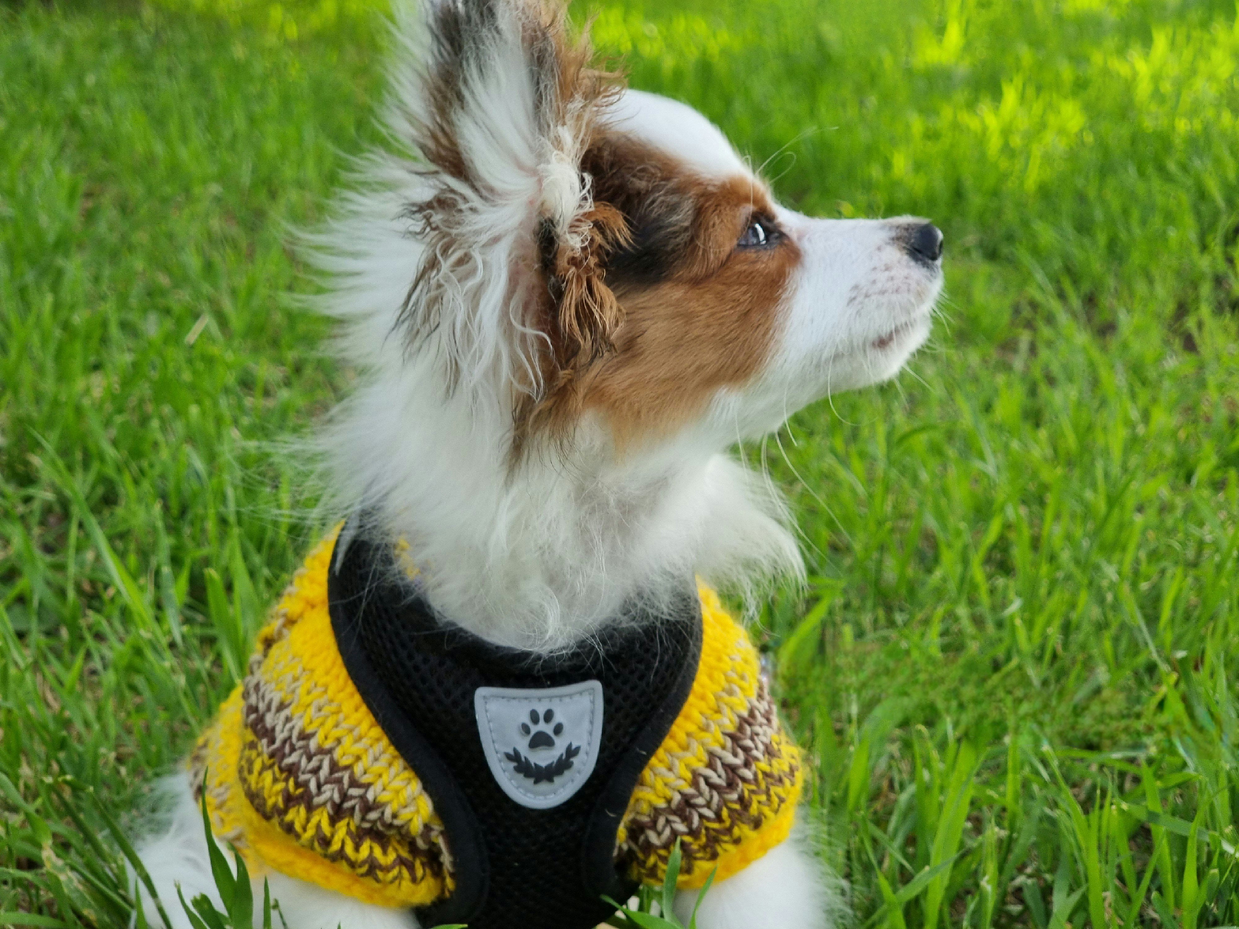 Portrait of a Posed Pup in a Knit Harness on Fresh Grass