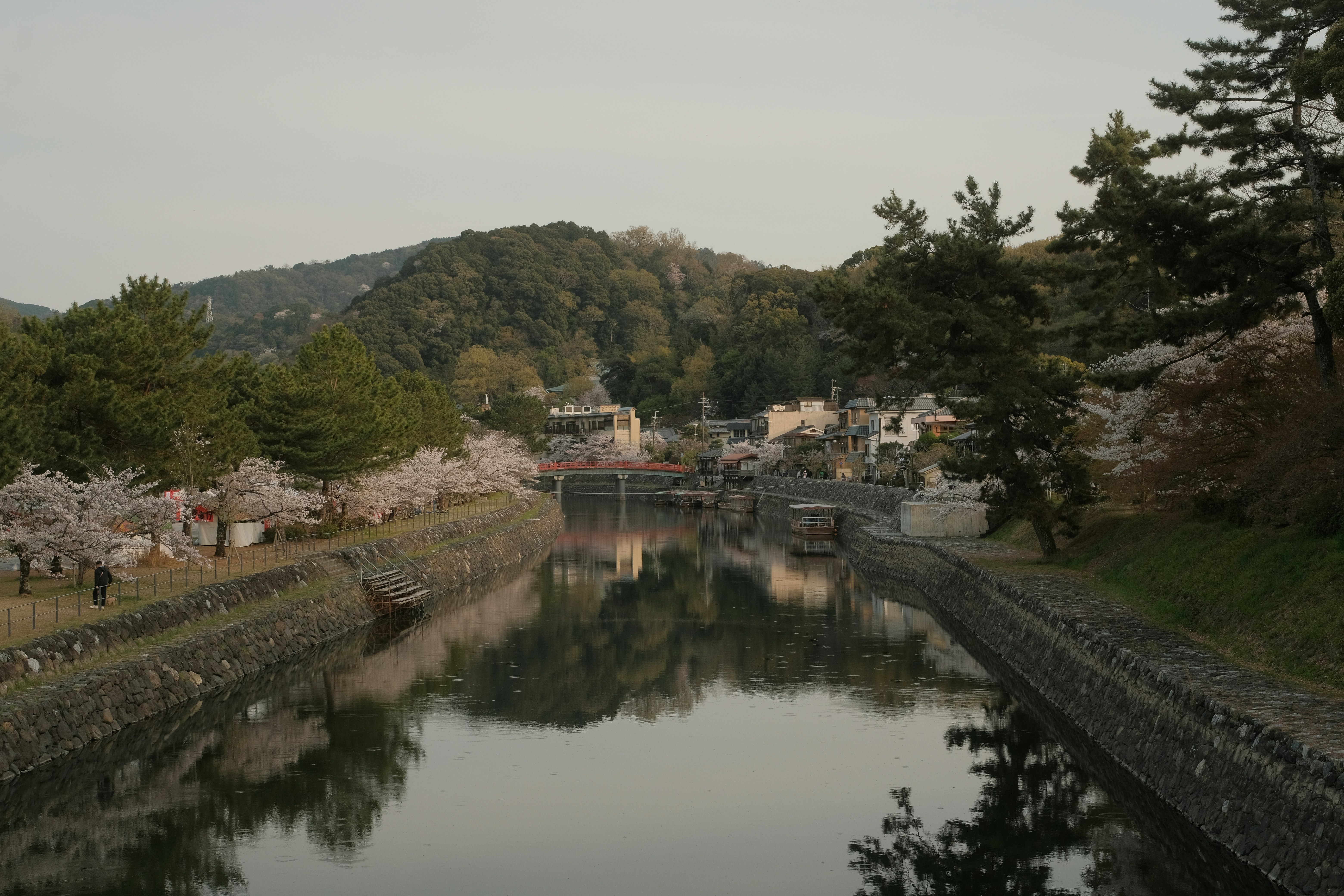 Cherry Blossom Bridge Over a Tranquil Riverside Canal