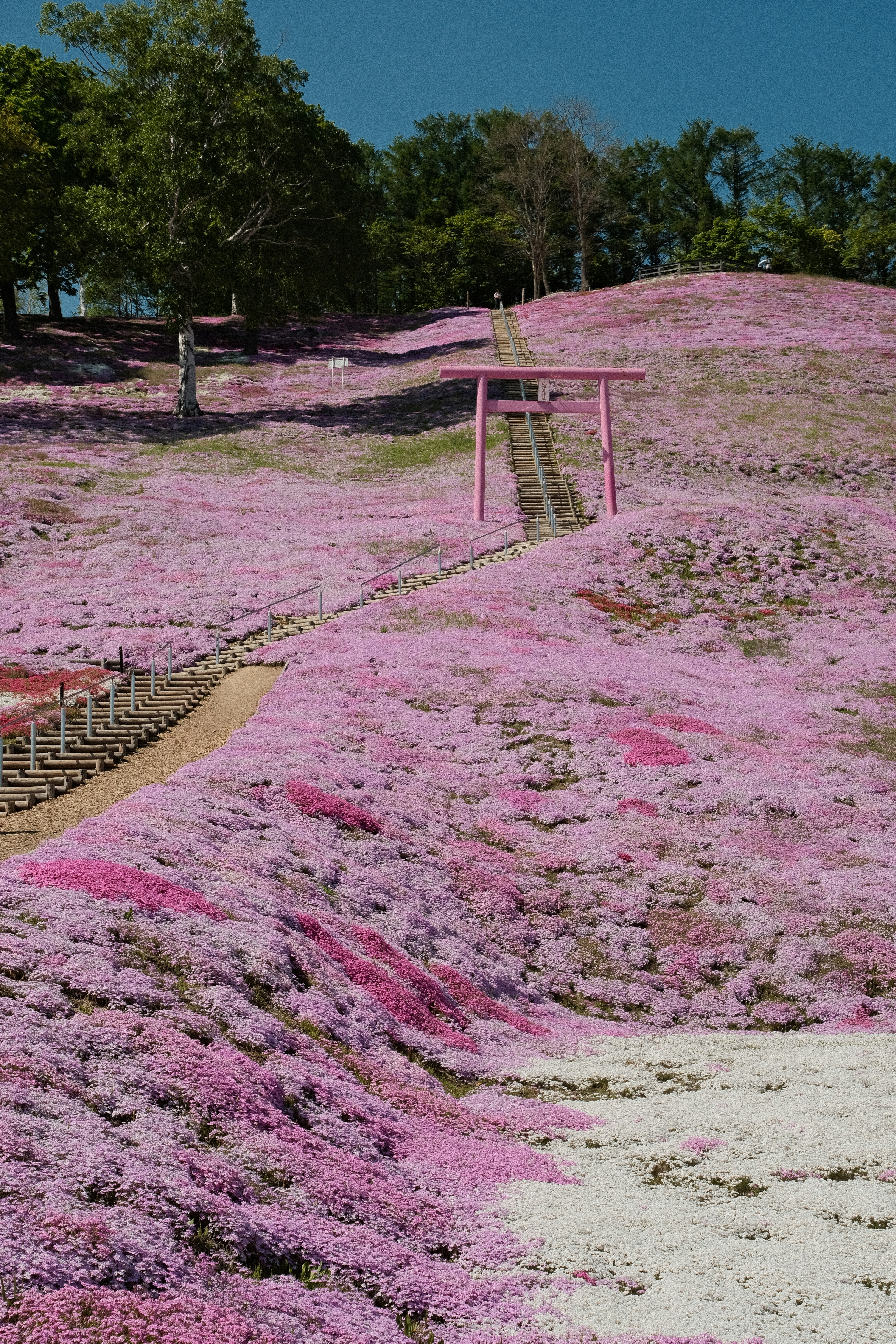 Torii Gate on a Pink Hill: Staircase Through a Sea of Blossoms