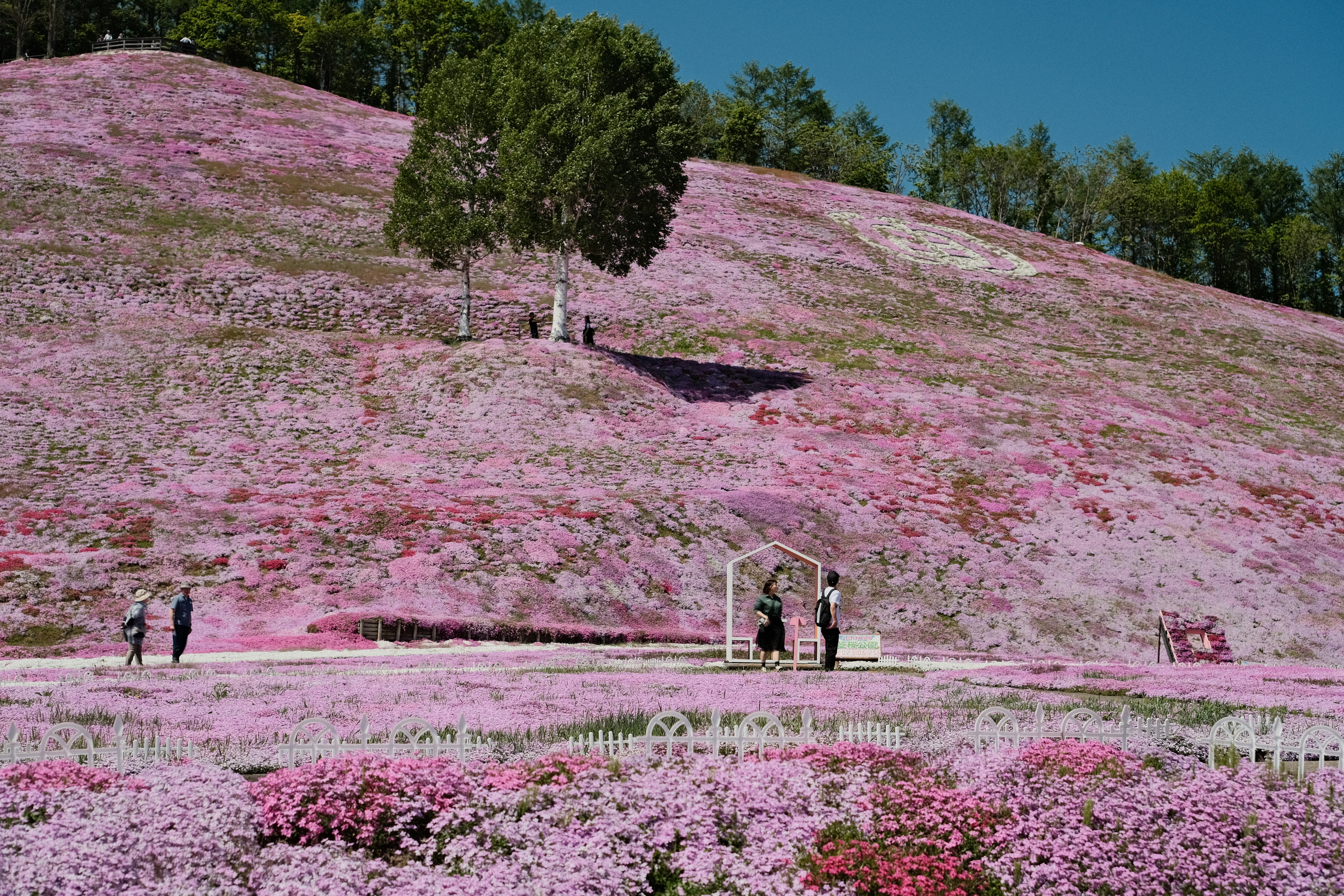 Une colline couverte de fleurs roses et d’arbres photo – Photo Des ...