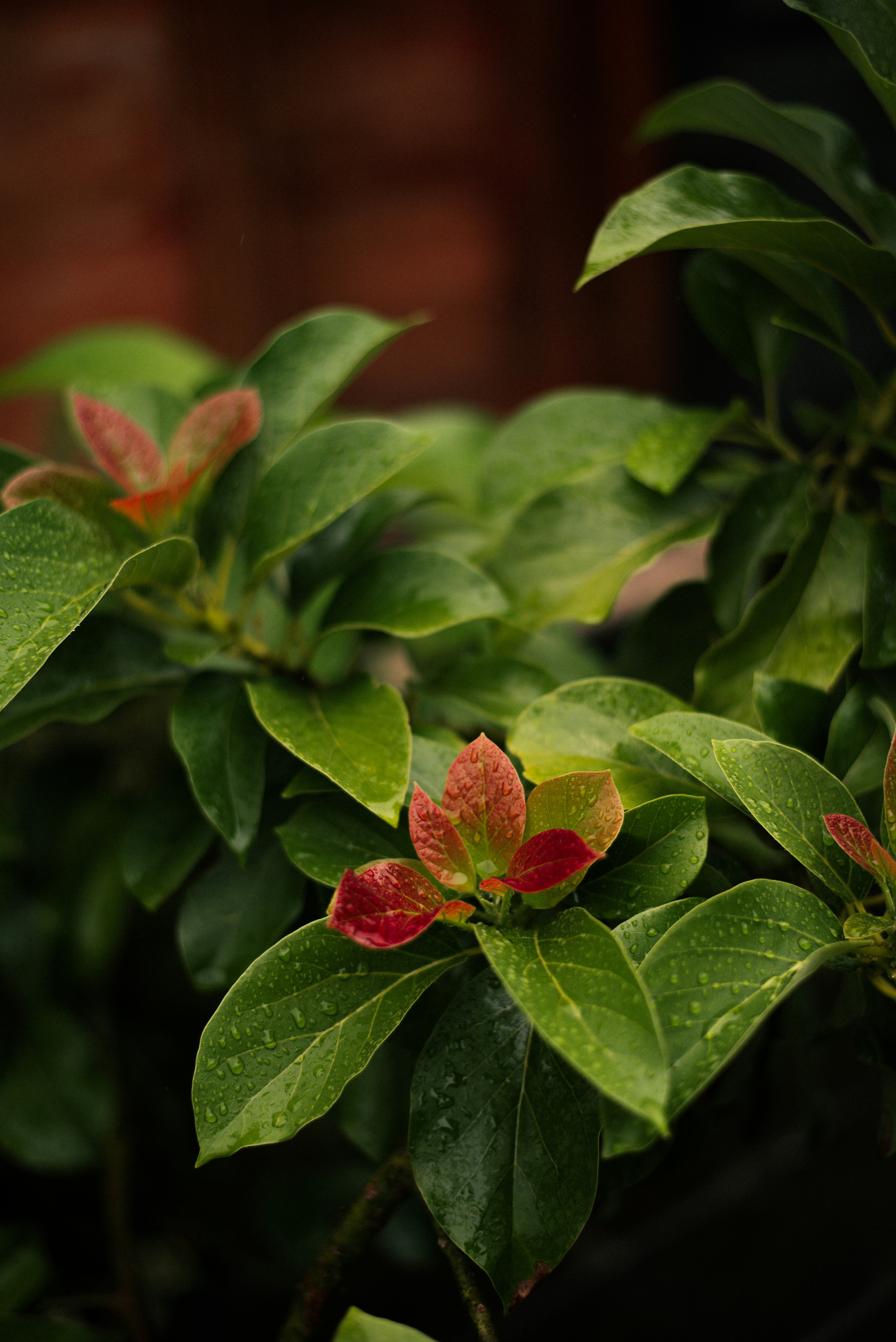 Dew-Kissed Red-Tipped Foliage on Velvet Green Shrub