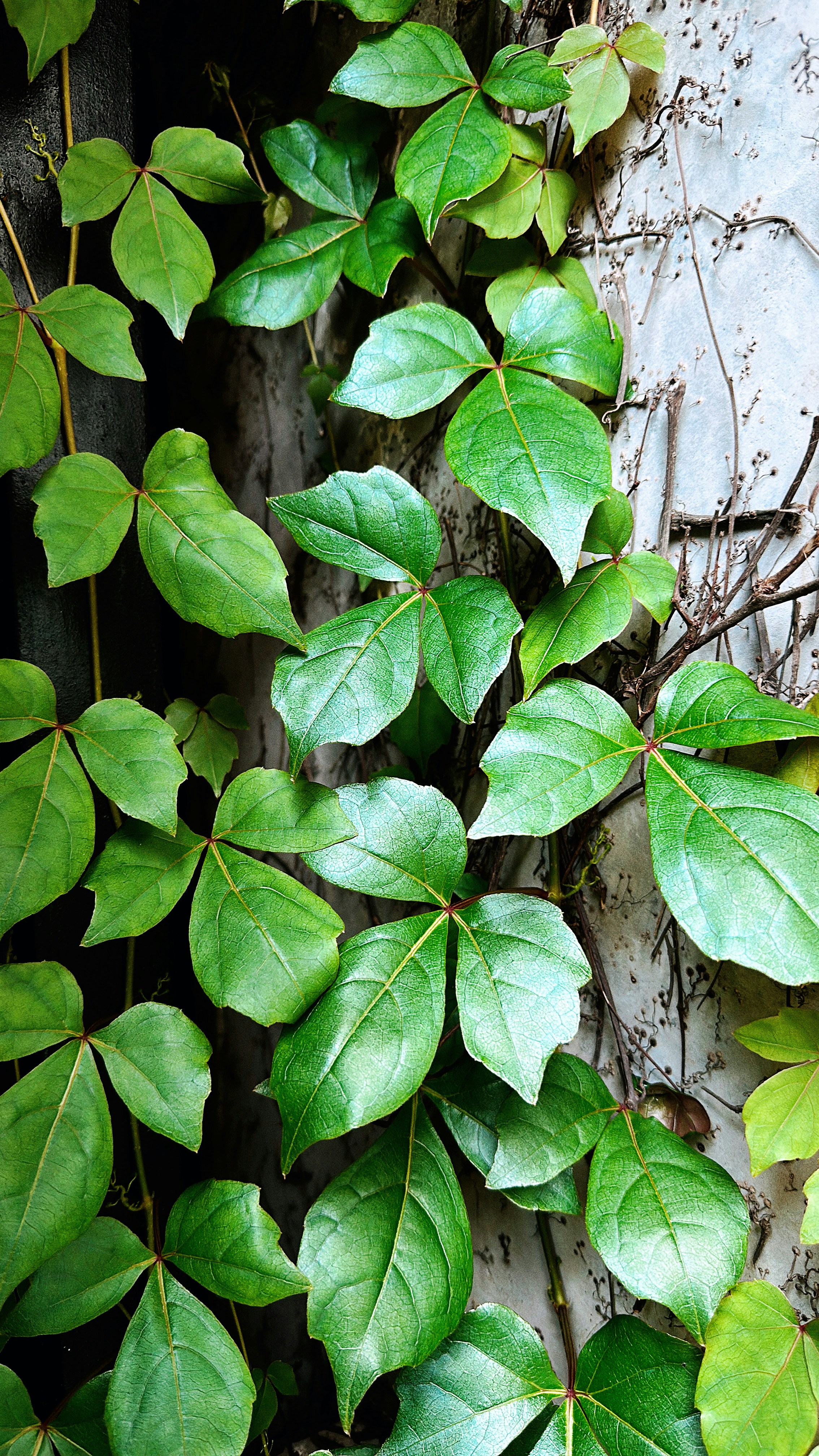 Emerald Veil: Ivy Clings to a Weathered Wall in Close-Up