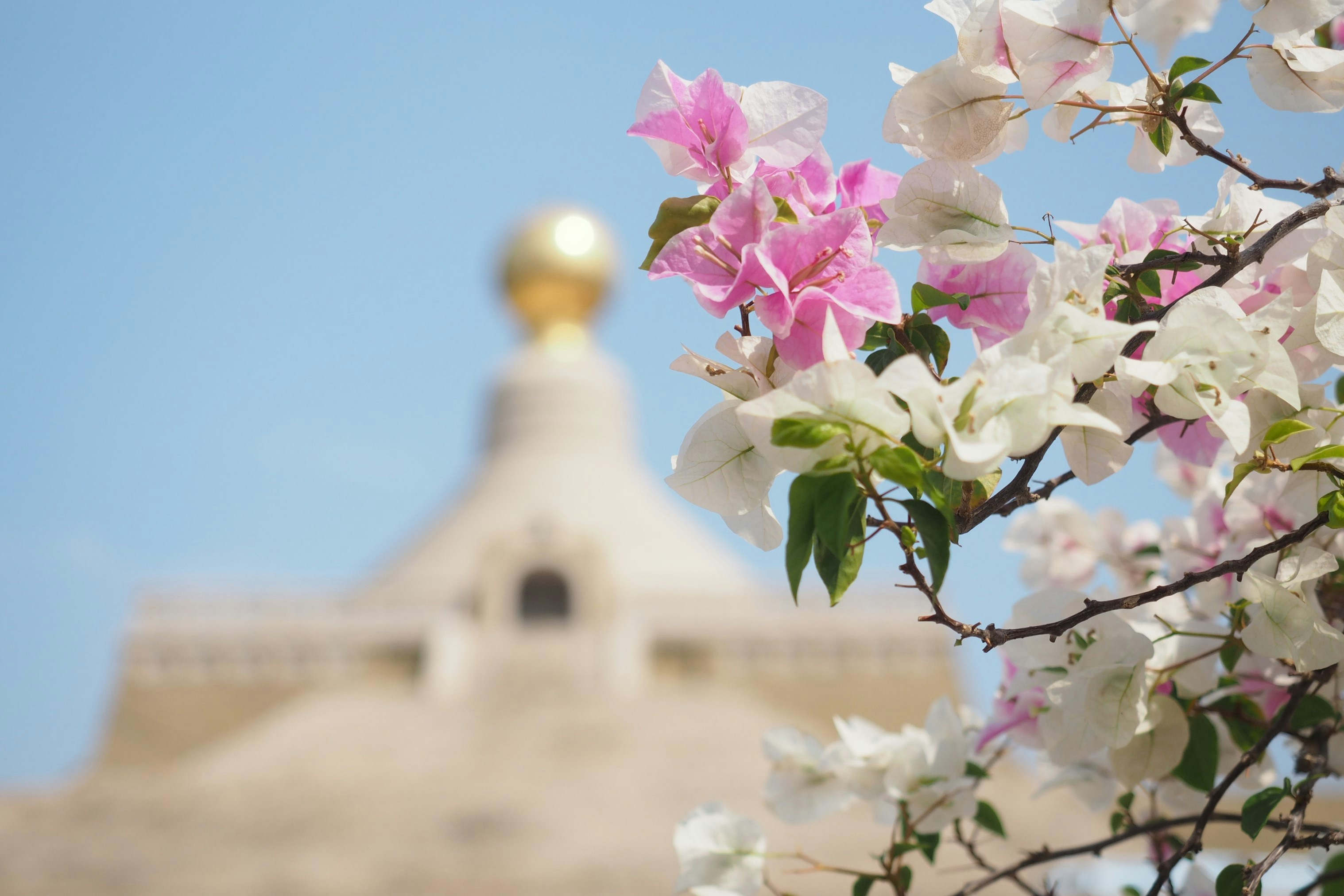 Pink and white flowers in focus with a blurred golden-domed structure in the background under a clear blue sky.