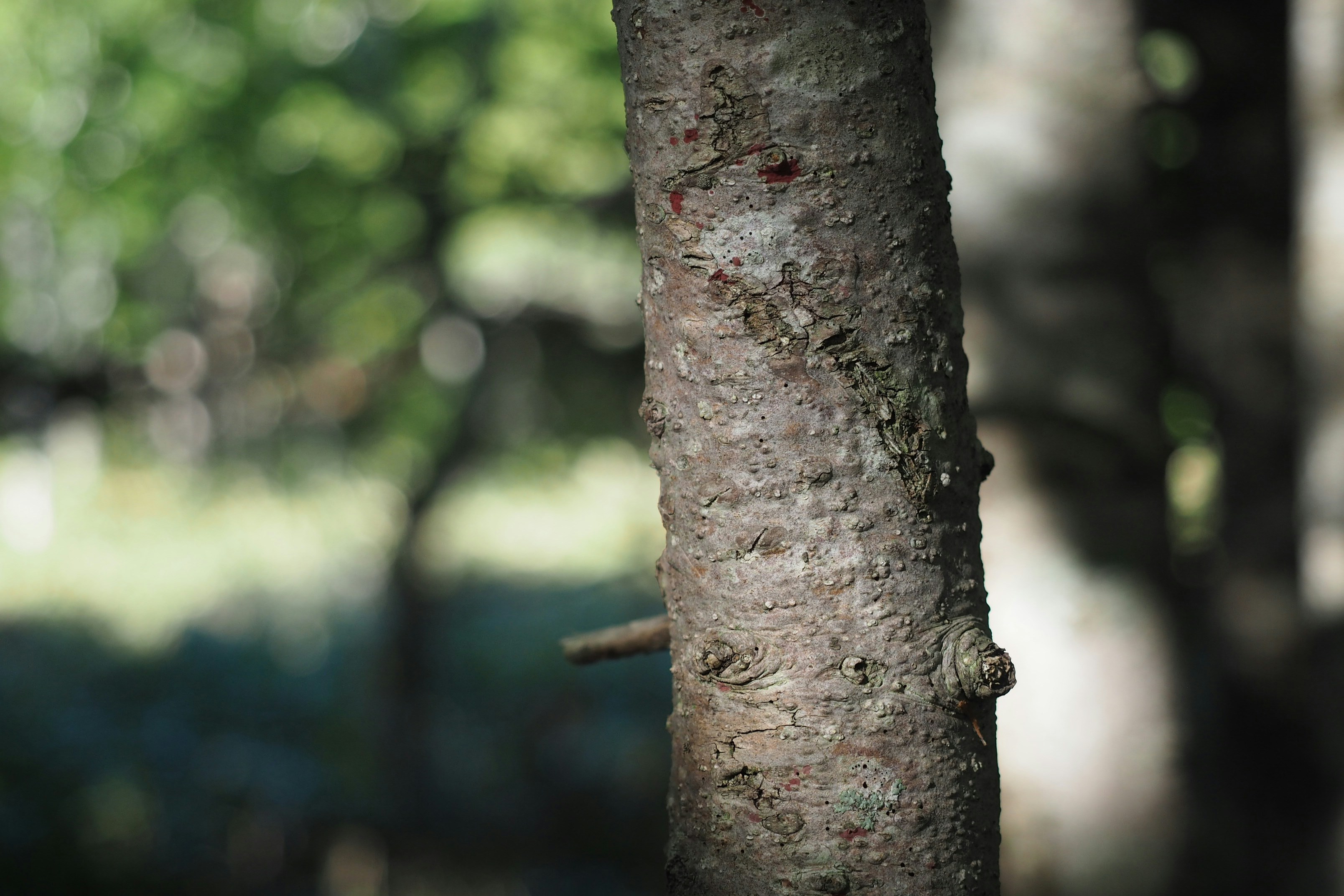 Bark in Focus: A solitary trunk framed by a softly blurred forest