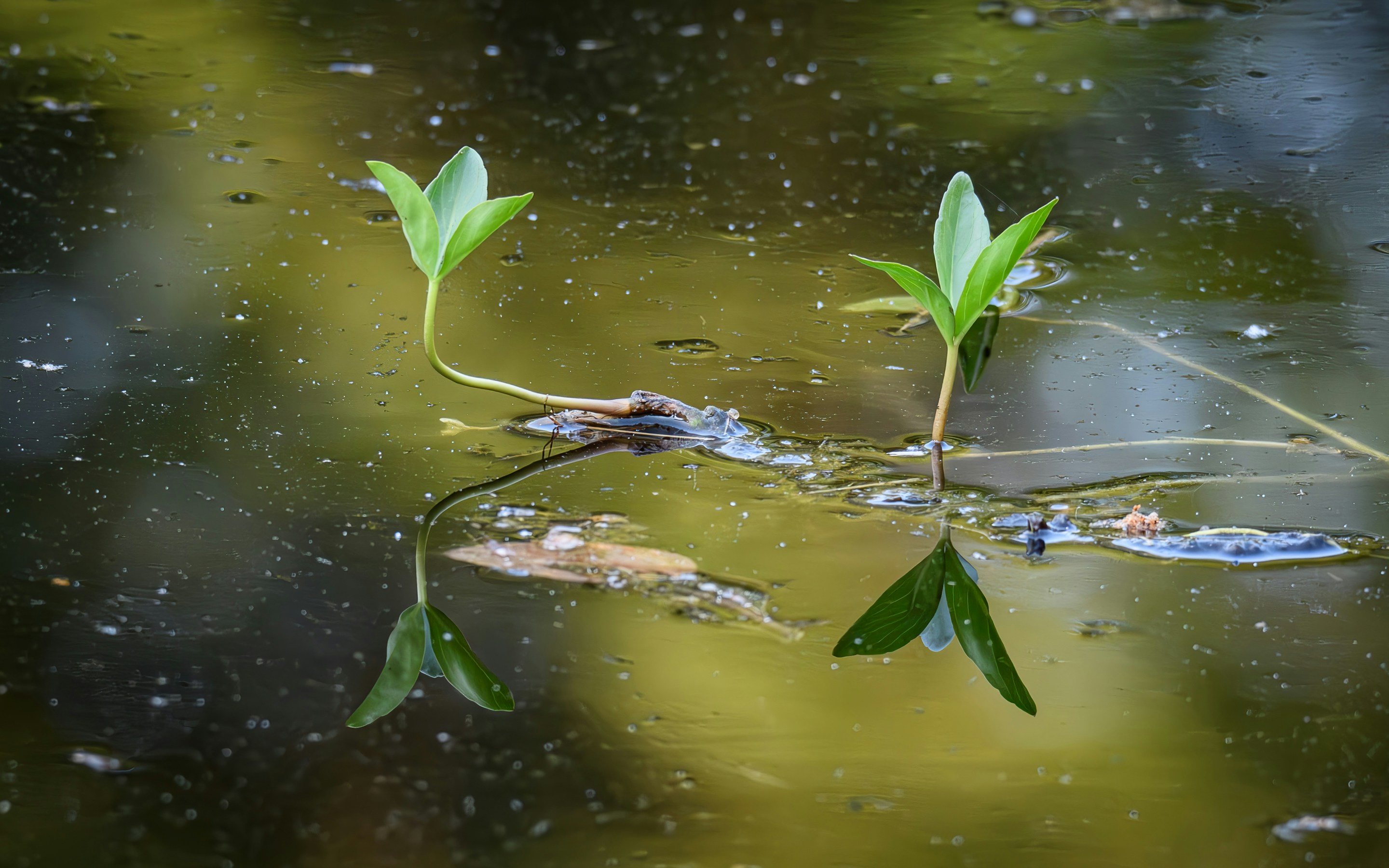Emerald saplings rising from a mirror-calm pond