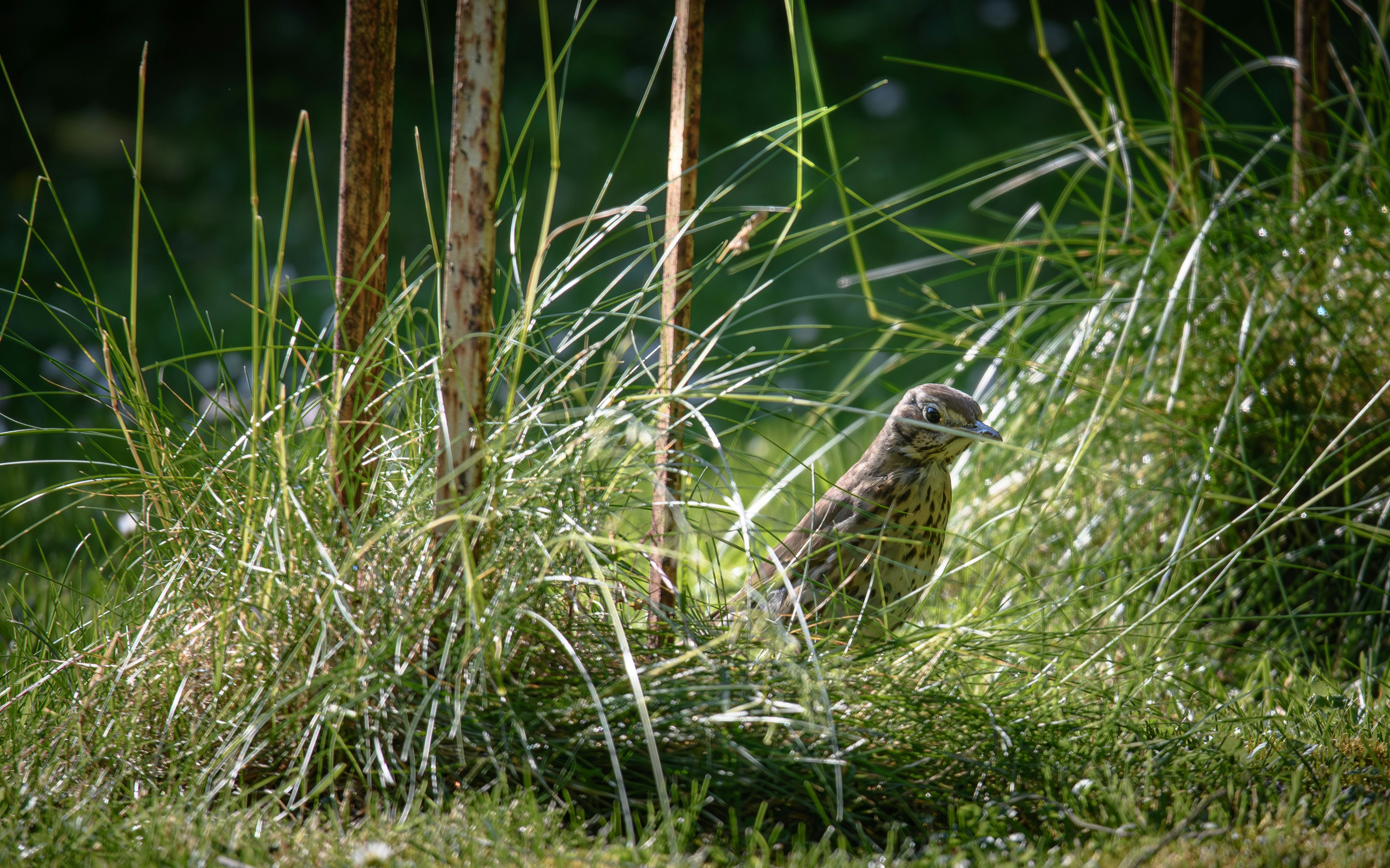 Grassbound Watcher: A Hidden Juvenile Bird Peeks Through Reedy Marsh