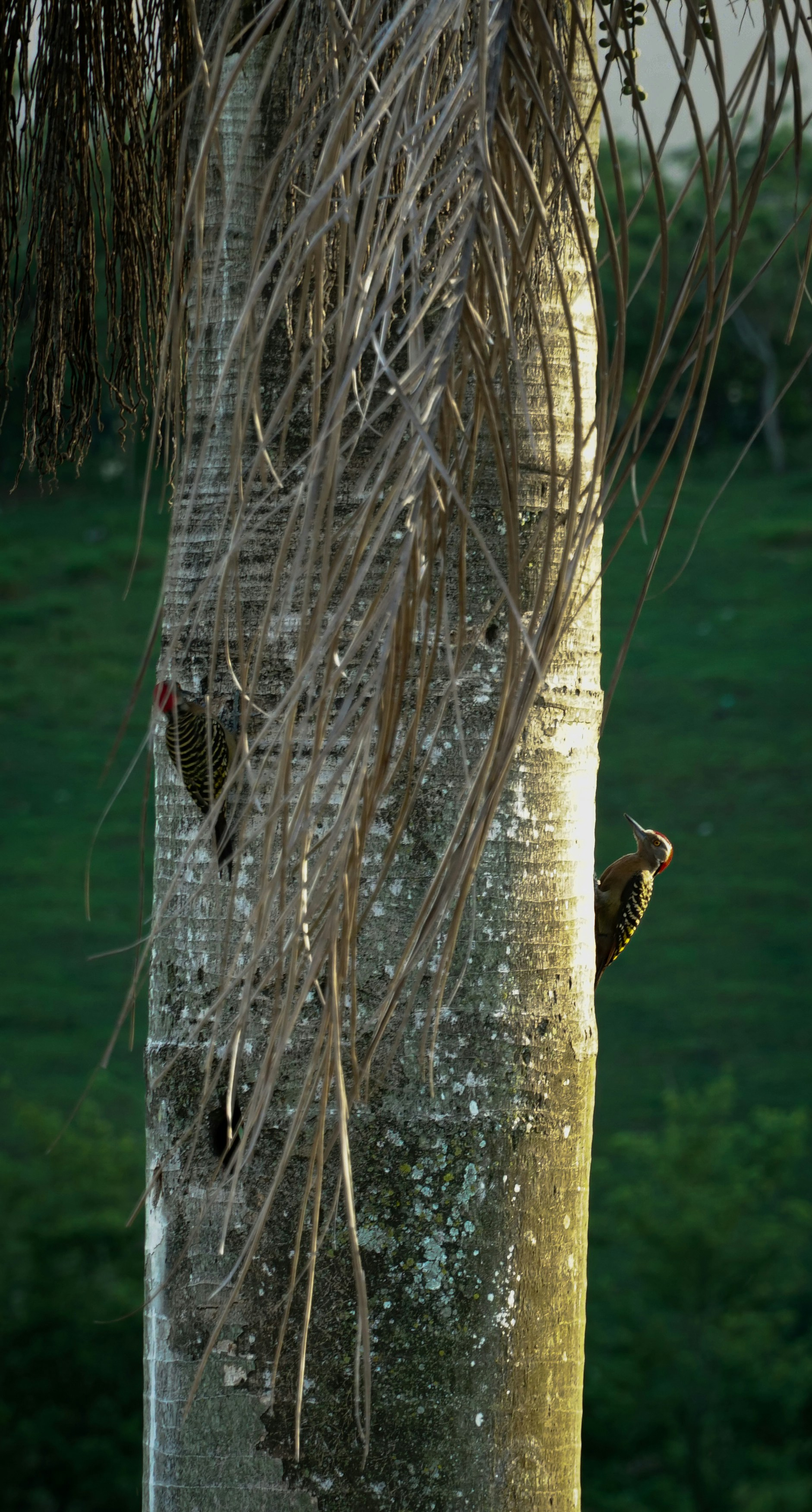 Dappled light duel: Woodpeckers cling to a weathered palm trunk