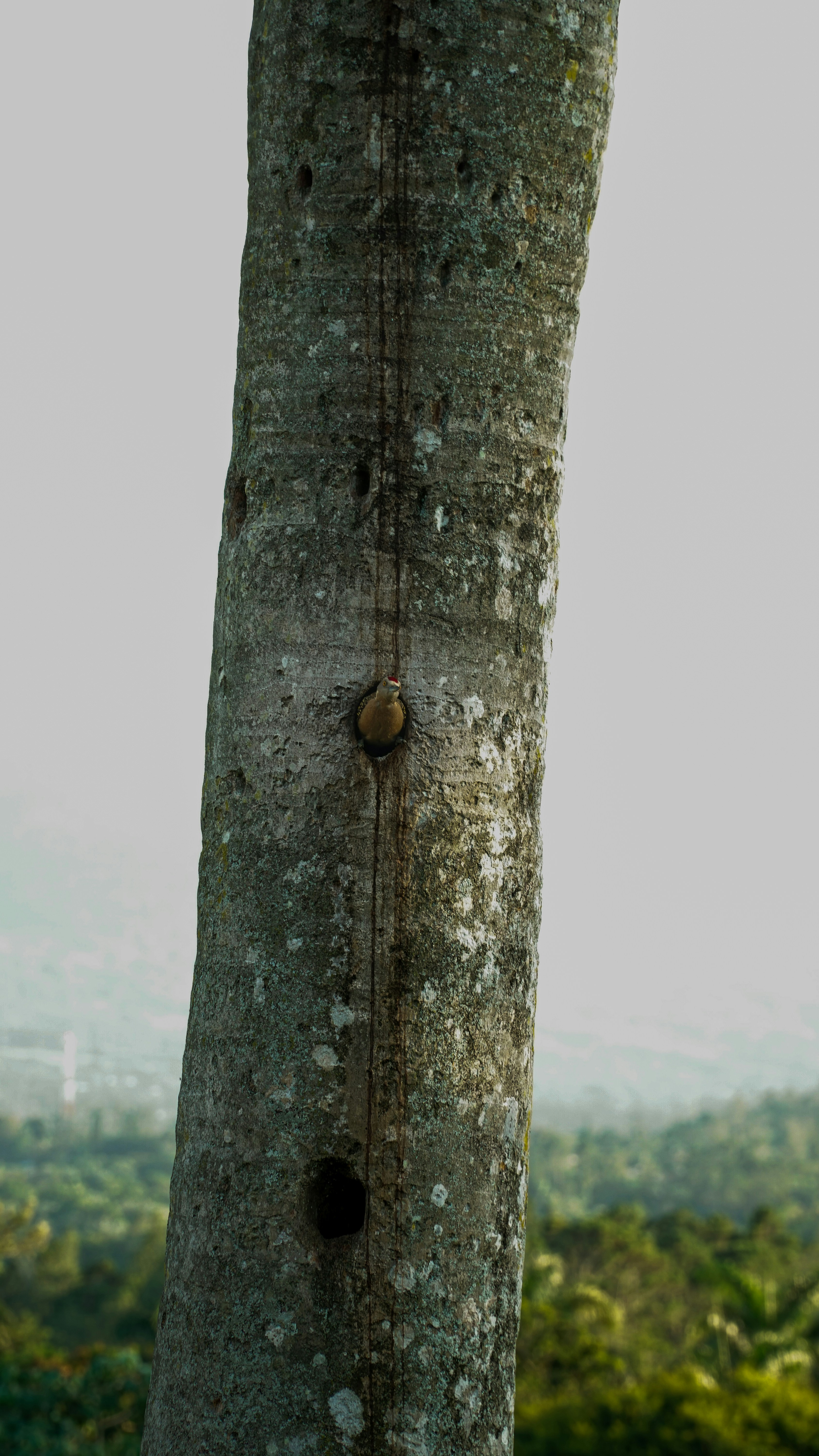 Knot on the Hinge: A vertical trunk etched with age against a hazy valley