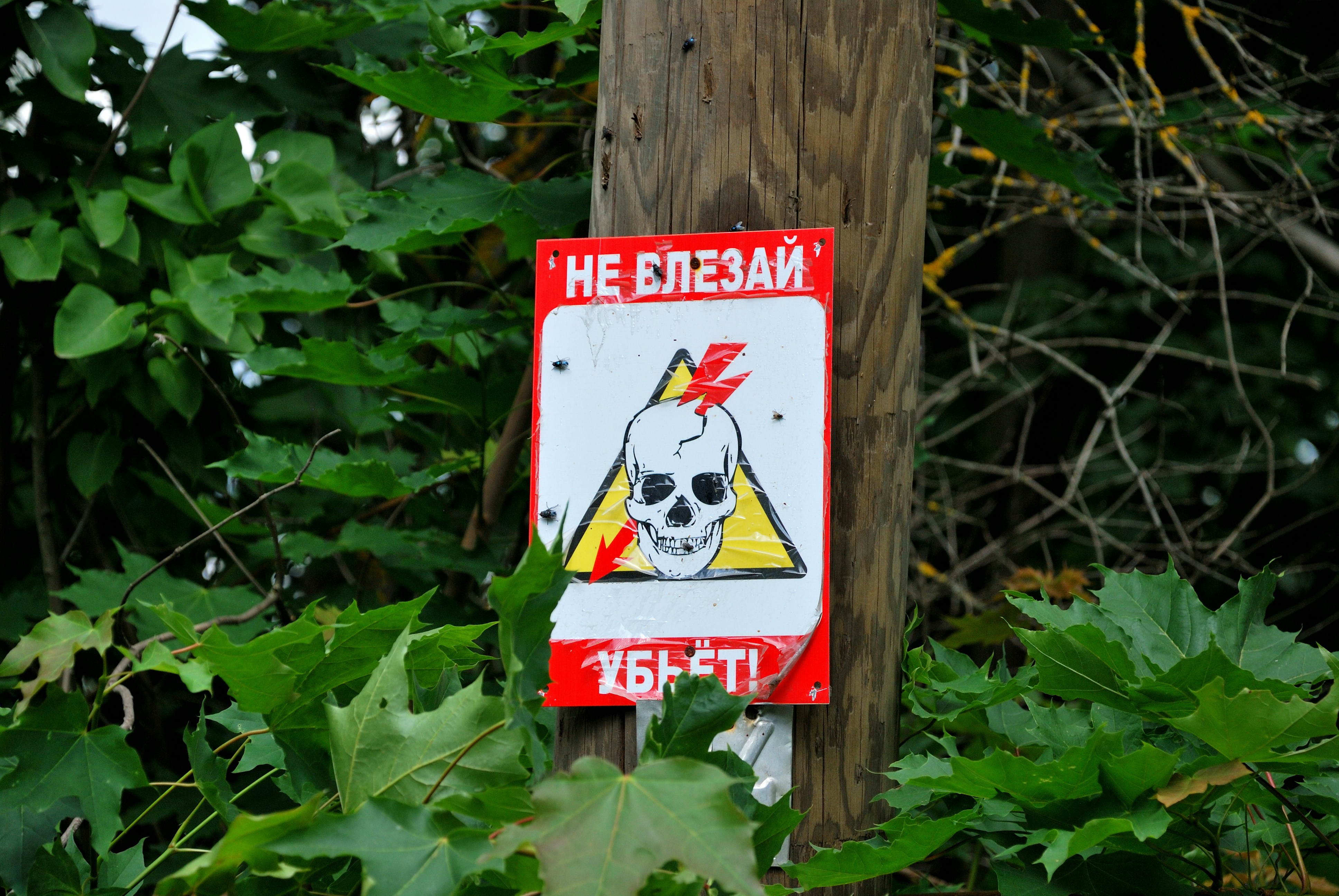Ivied Warning Sign: Skull and Lightning on a Weathered Post