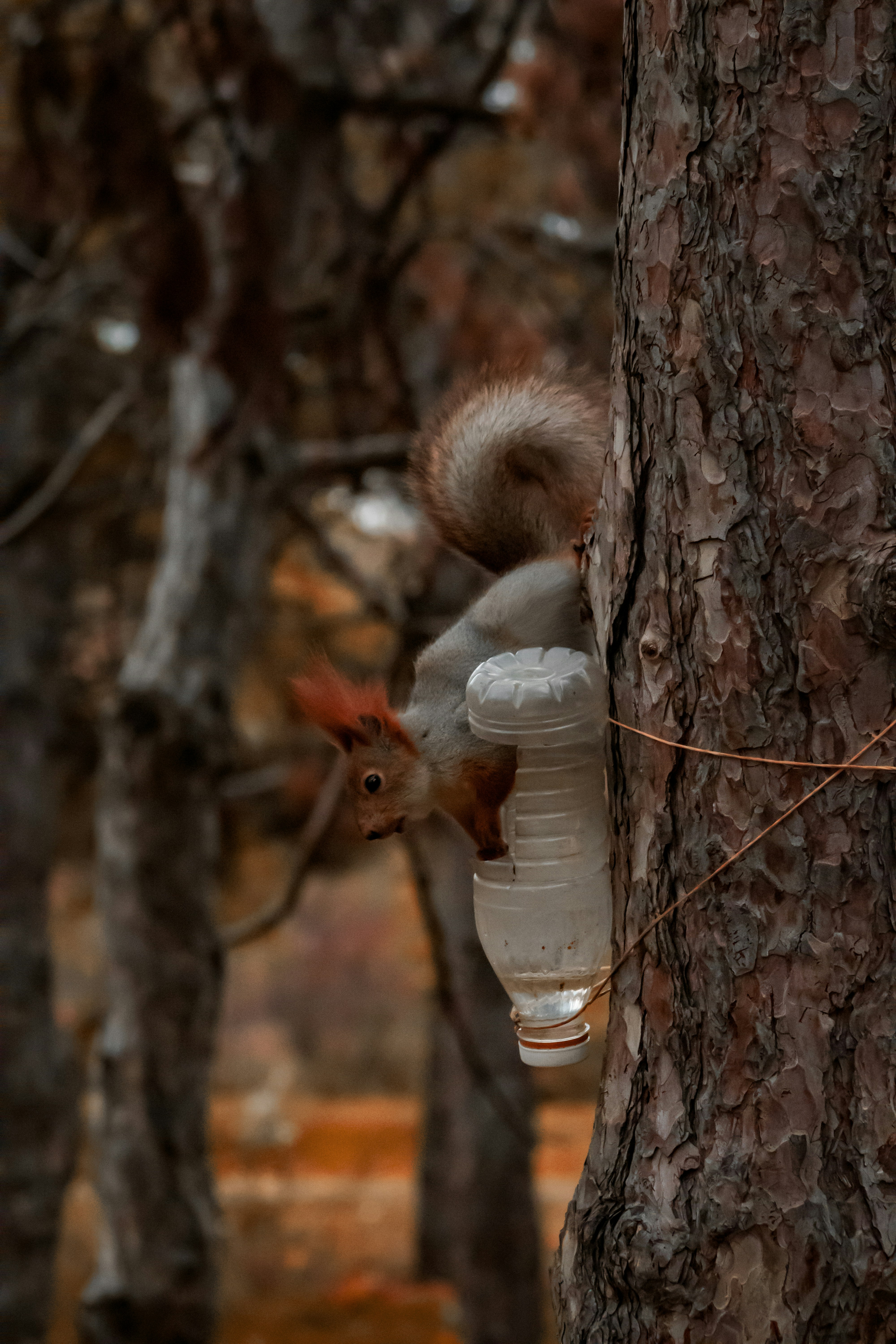 Quiet Glint: Squirrel and the Pine Bottle Feeder in Autumn Light