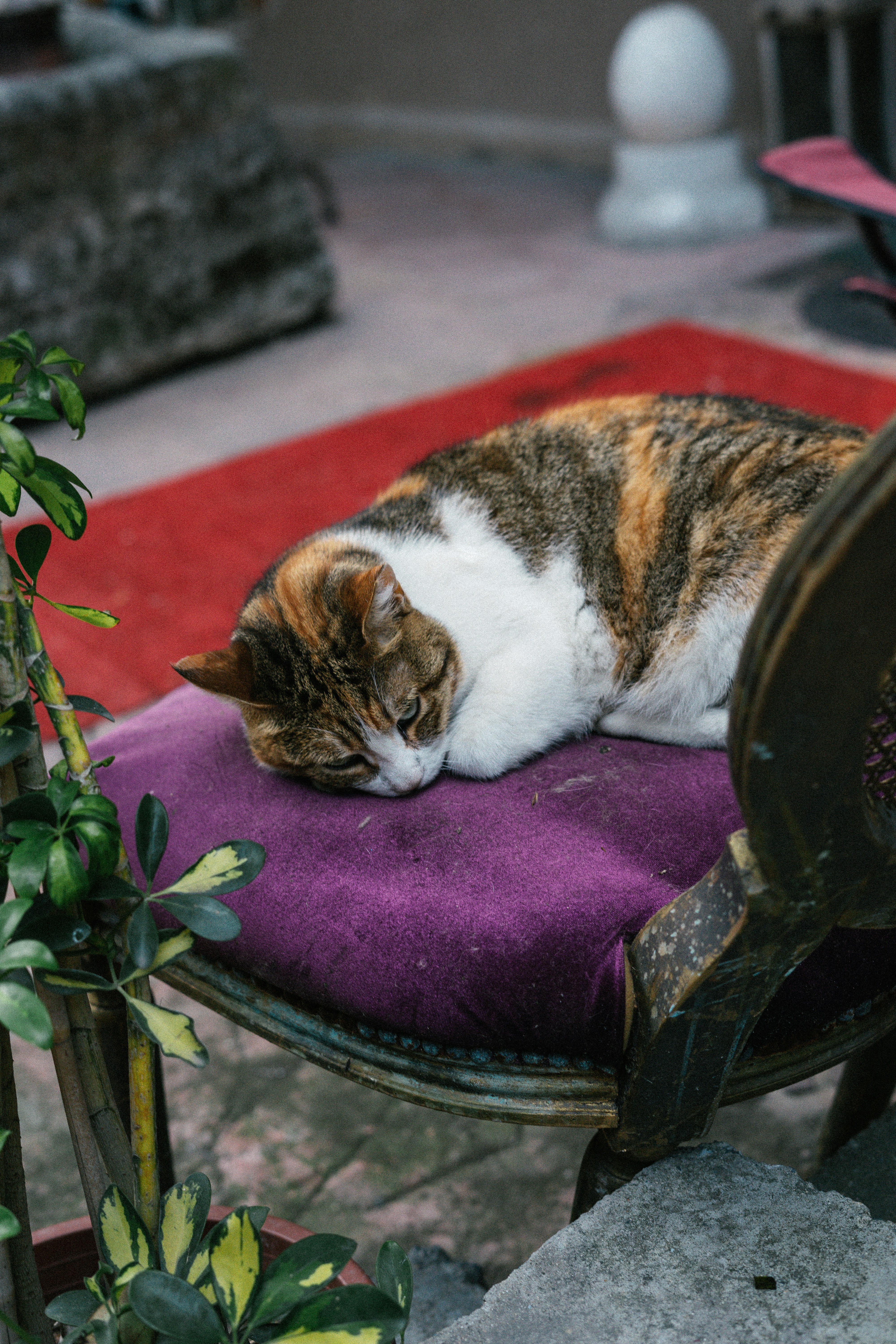 Sunlit nap on a purple cushion: a tabby cat in a courtyard