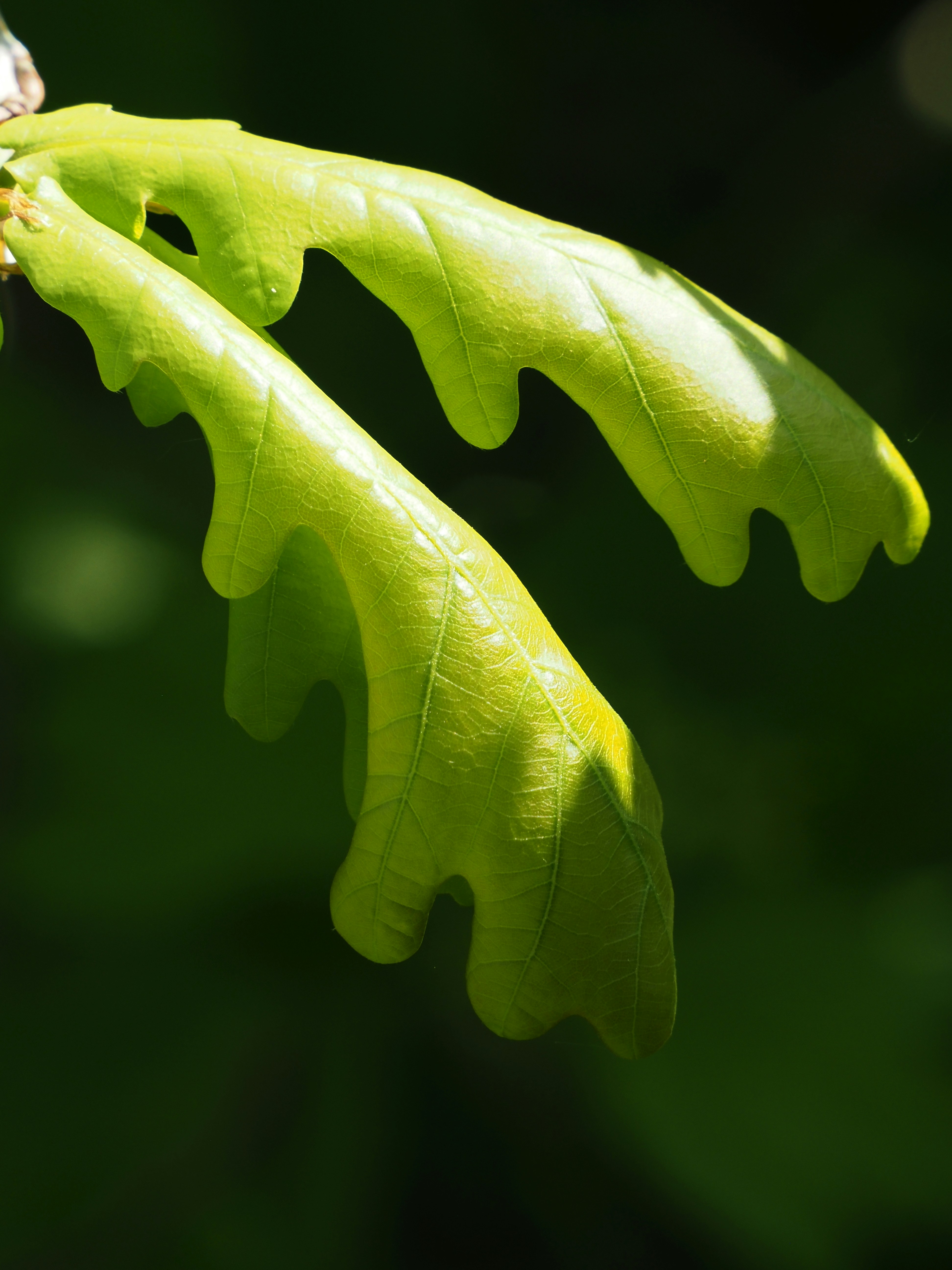 Sunlit Oakleaf Macro: Veins and Lobes Carved in Quiet Green