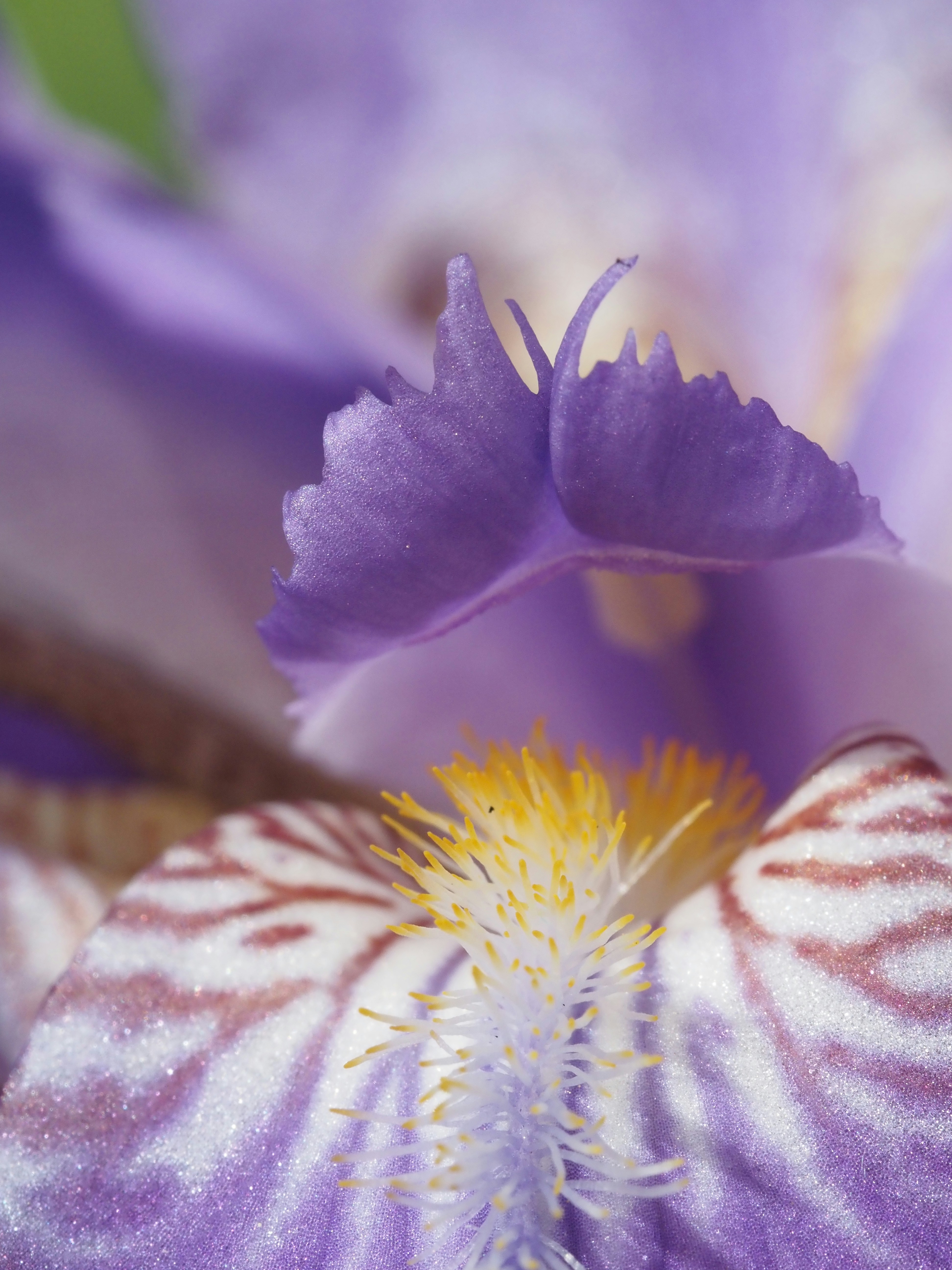 Luminous Iris Macro: The Violet Heart Revealed in Intricate Textures