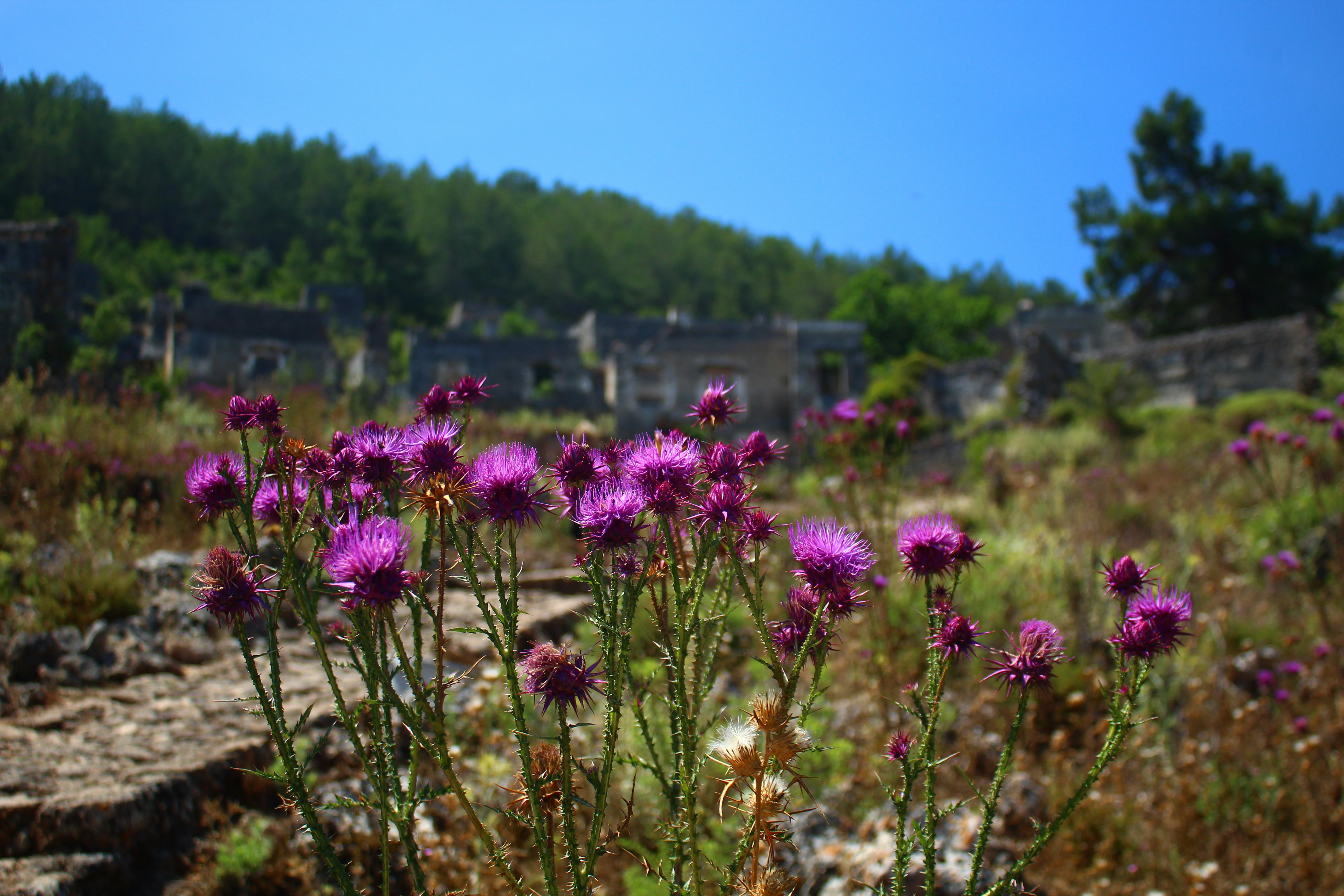 Purple bloom frontier: wildflowers guard an ancient ruin
