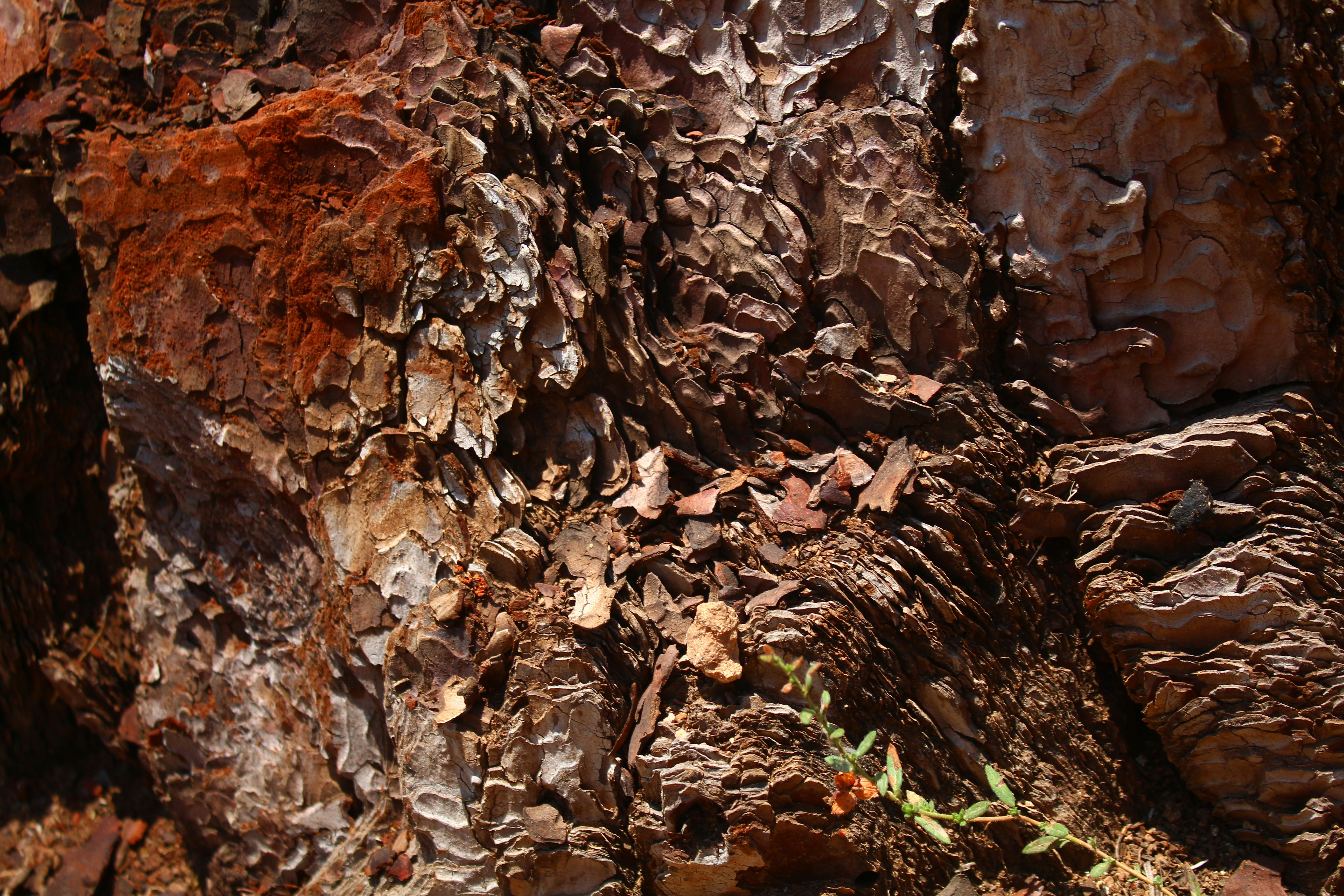 Un gros plan d’un tronc d’arbre avec une plante qui en sort photo ...