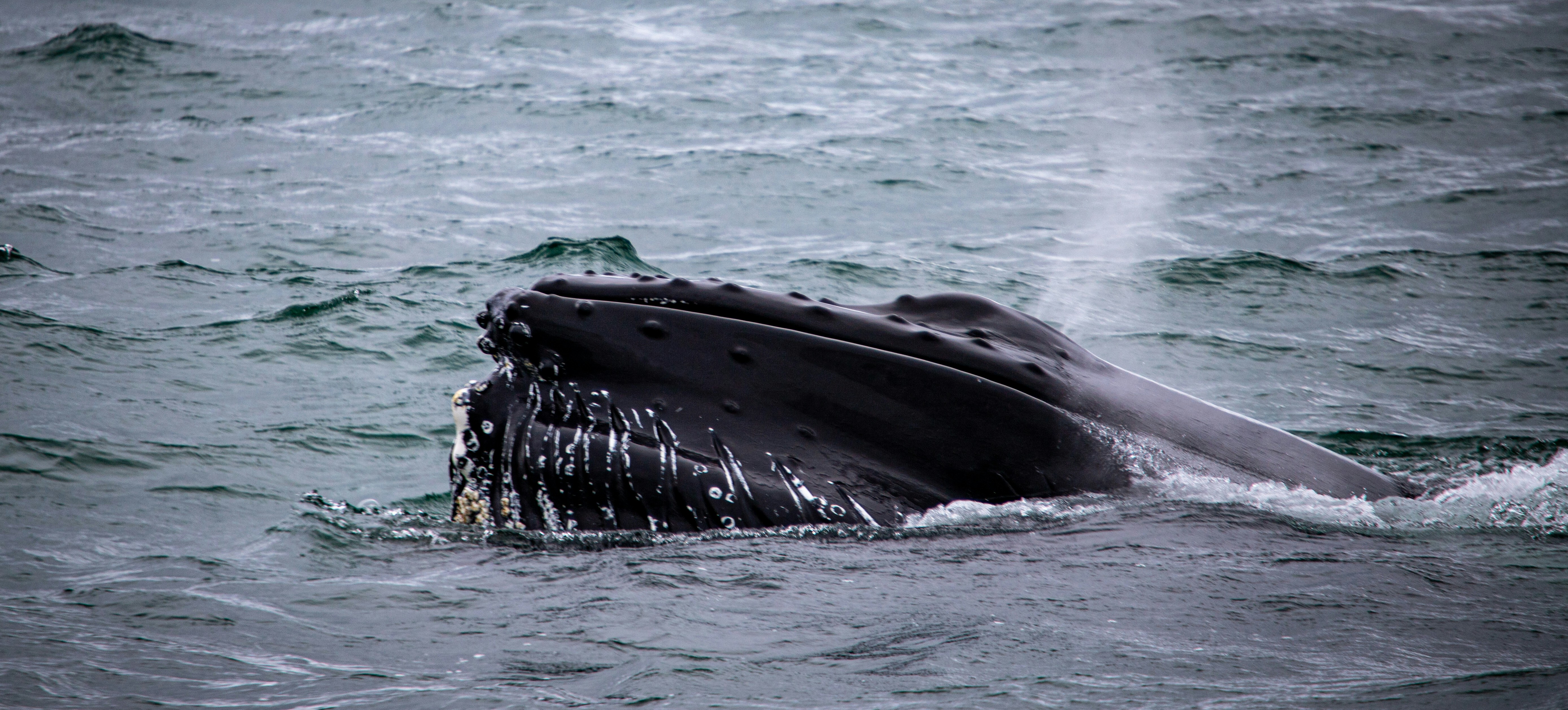 Humpback's Exhale Above the Roiling Sea