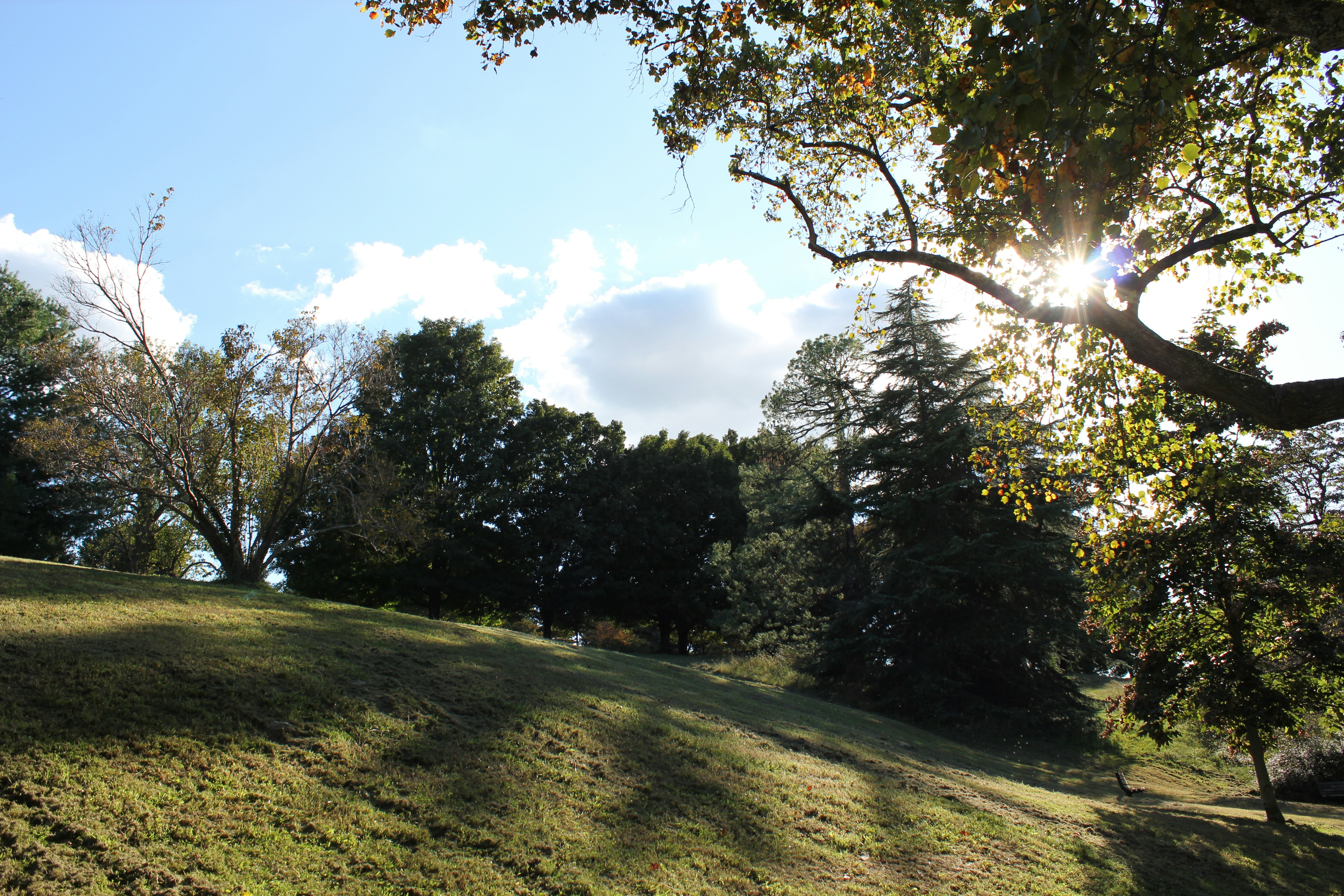 Sunlight filters through trees on a grassy hill, casting playful shadows in a tranquil park setting.