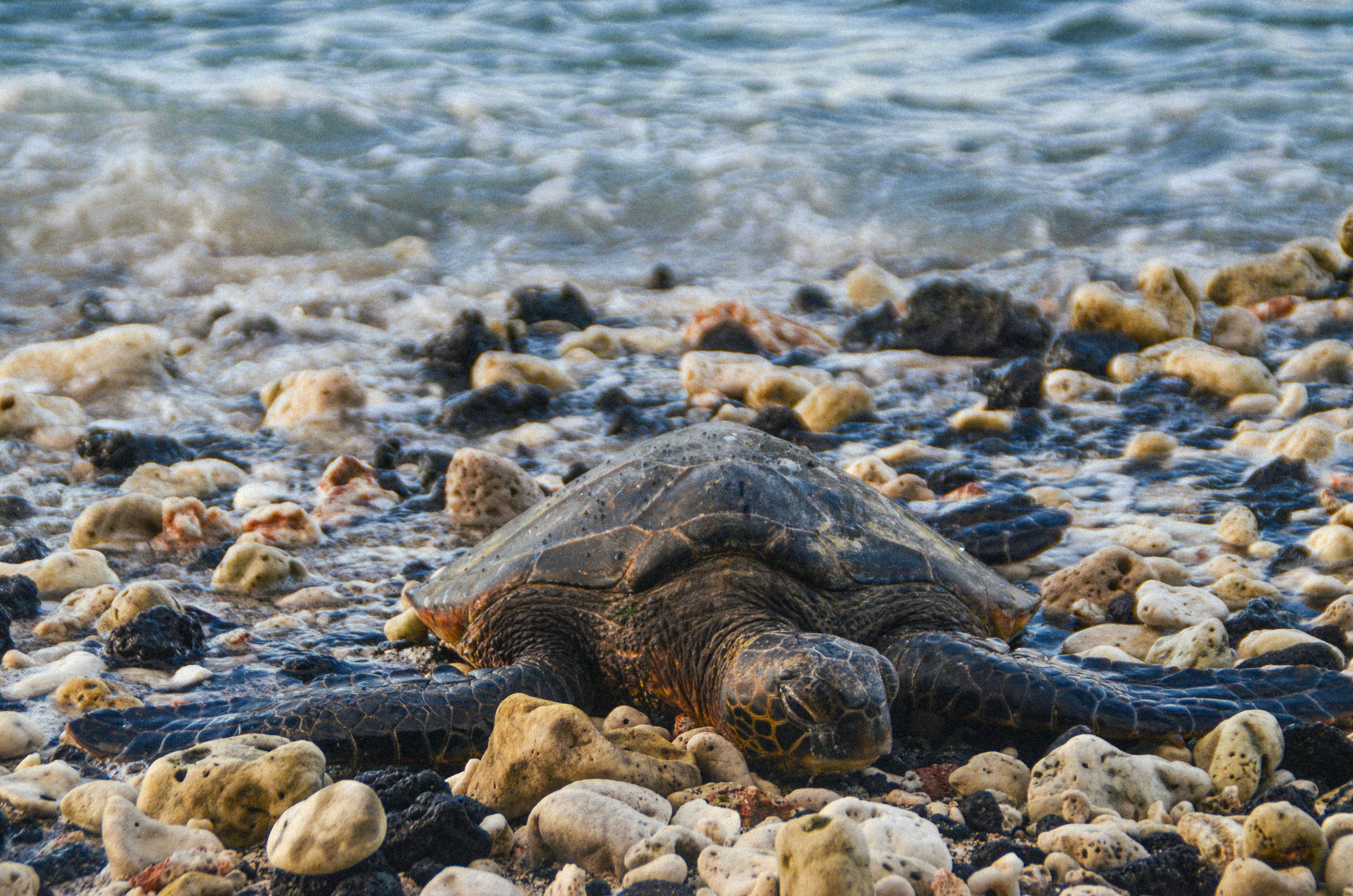 Photo by Joss Broward with Nikon D5100