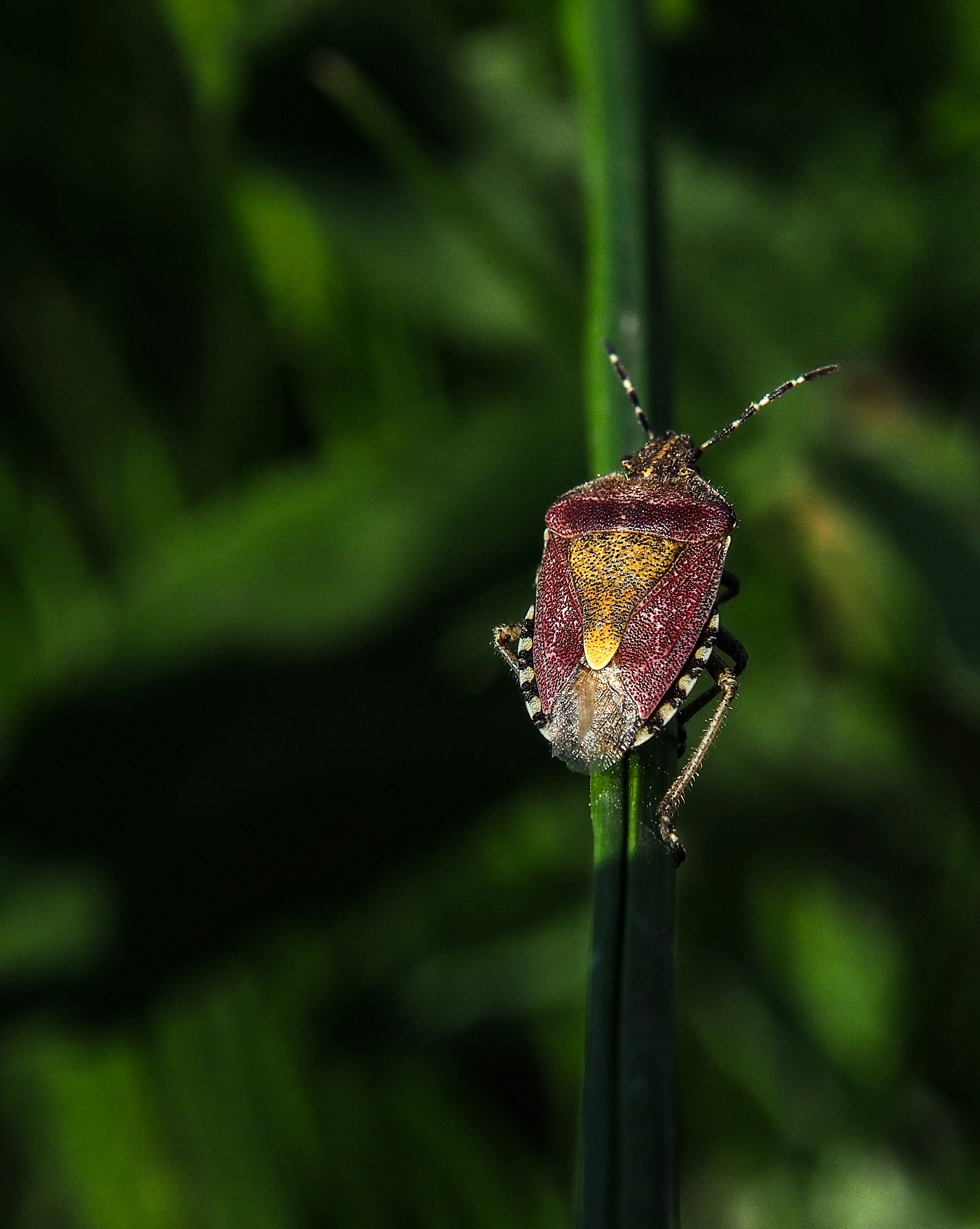 Close-up photograph of a crimson shield bug gripping a single blade of grass, dew-speckled legs visible. The vivid insect stands out against a softly blurred green background.