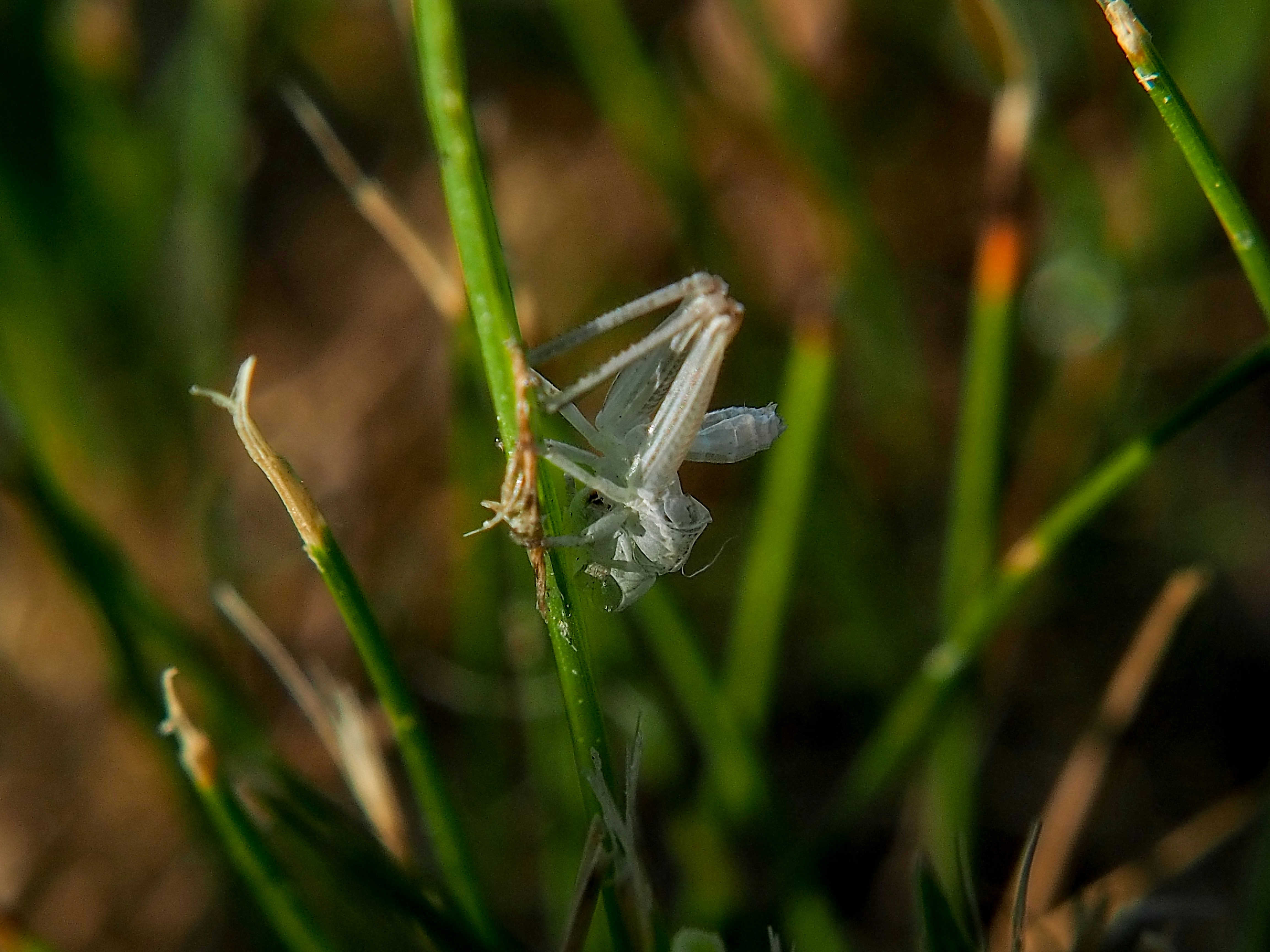 Macro shot of a pale moth perched on a blade of grass, revealing delicate translucent wings and fine textures against a blurred, natural background.