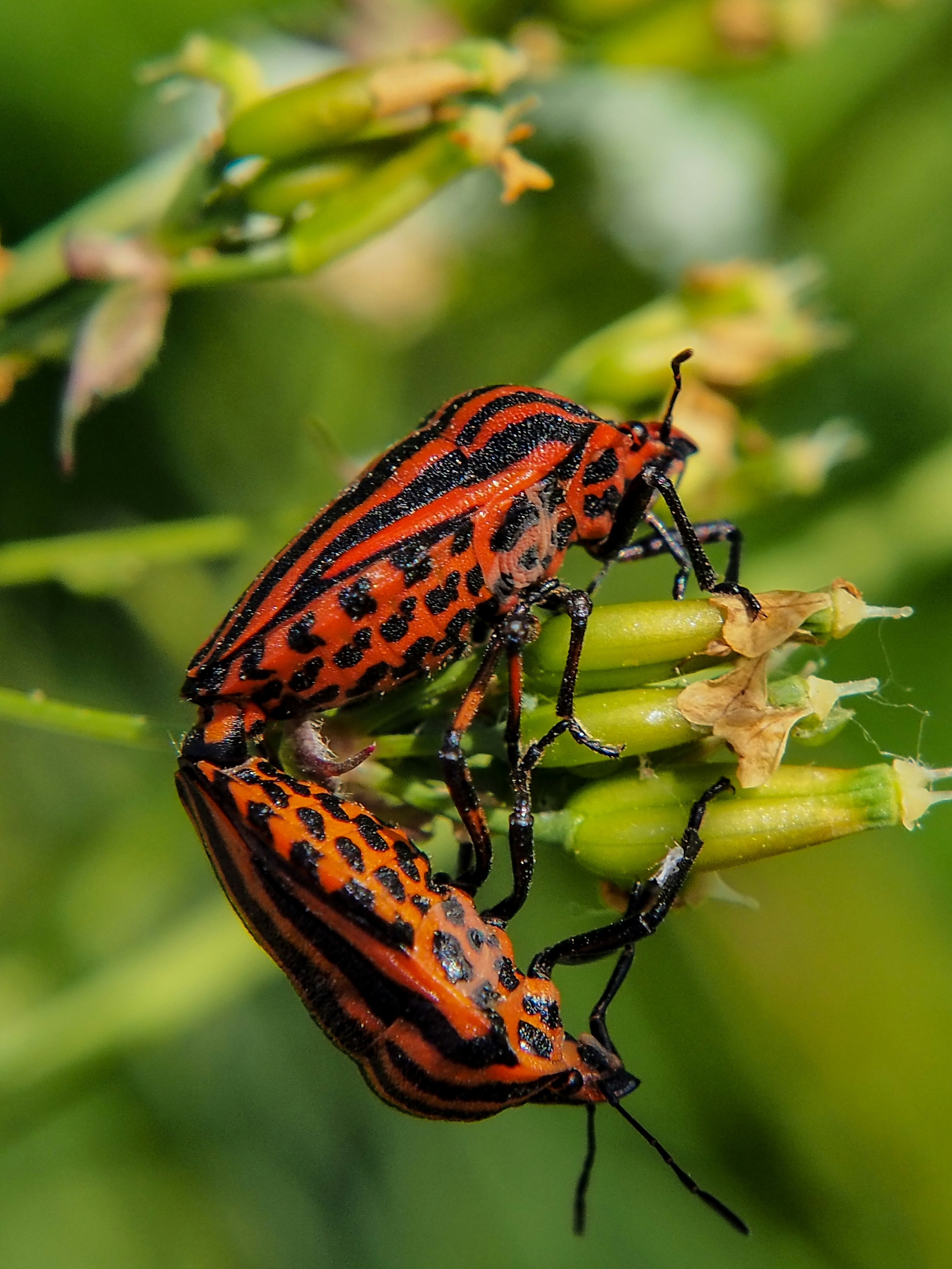 Un par de insectos sentados encima de una planta foto – Imagen de ...