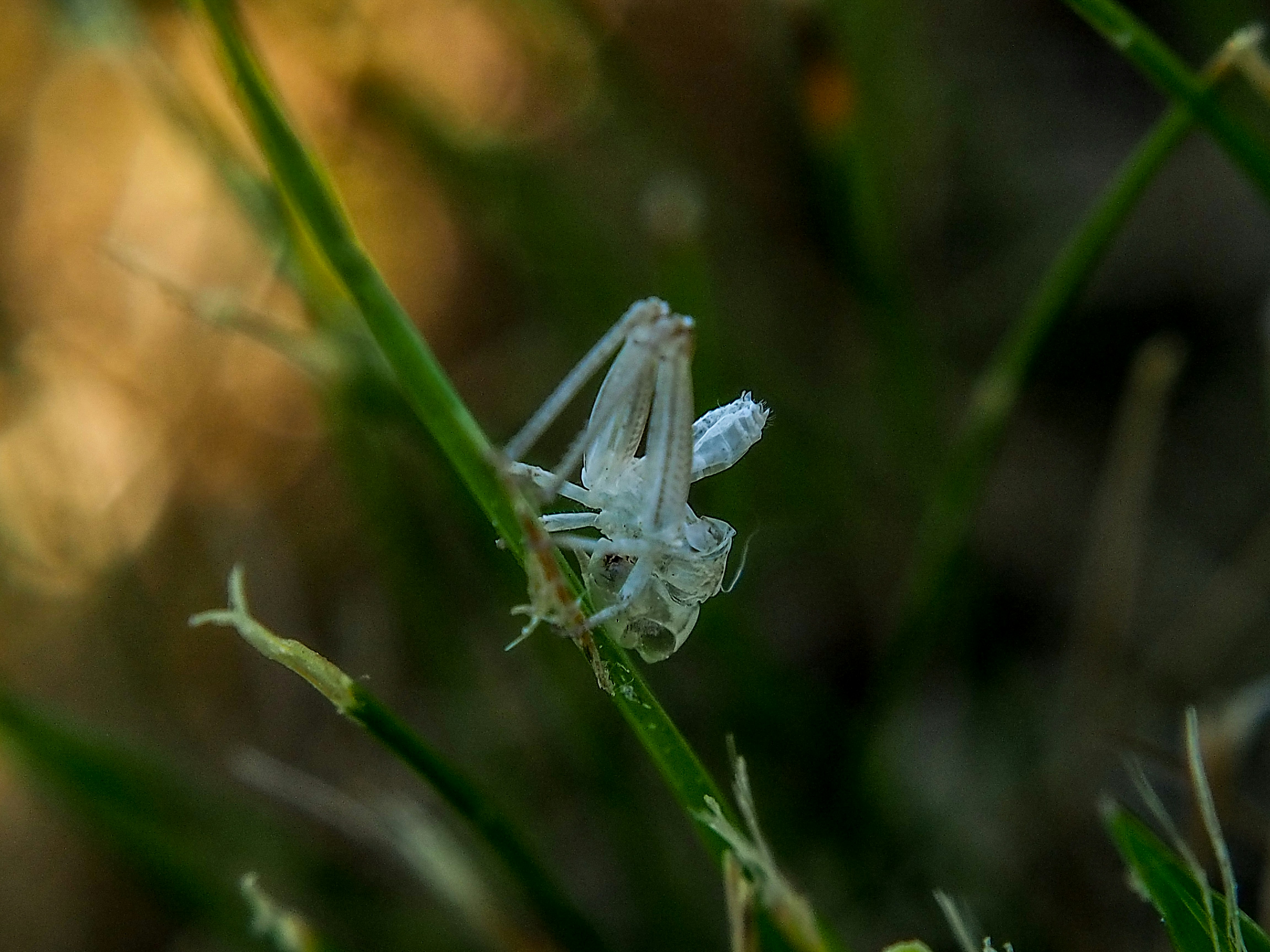 Delicate Green Hopper Clinging to a Blade in Soft Backlight