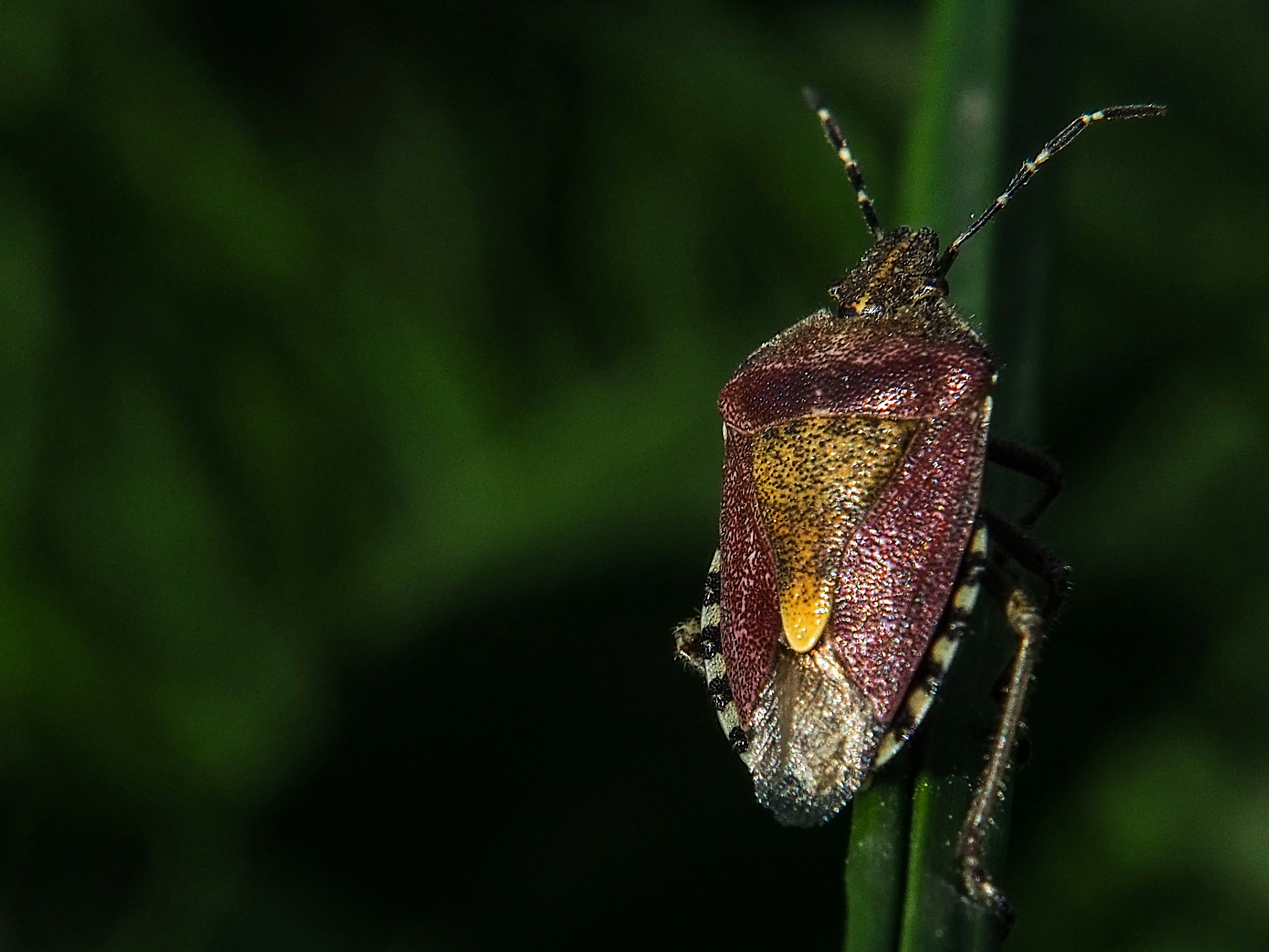 Foto Un primer plano de un insecto en una planta – Imagen Polonia ...