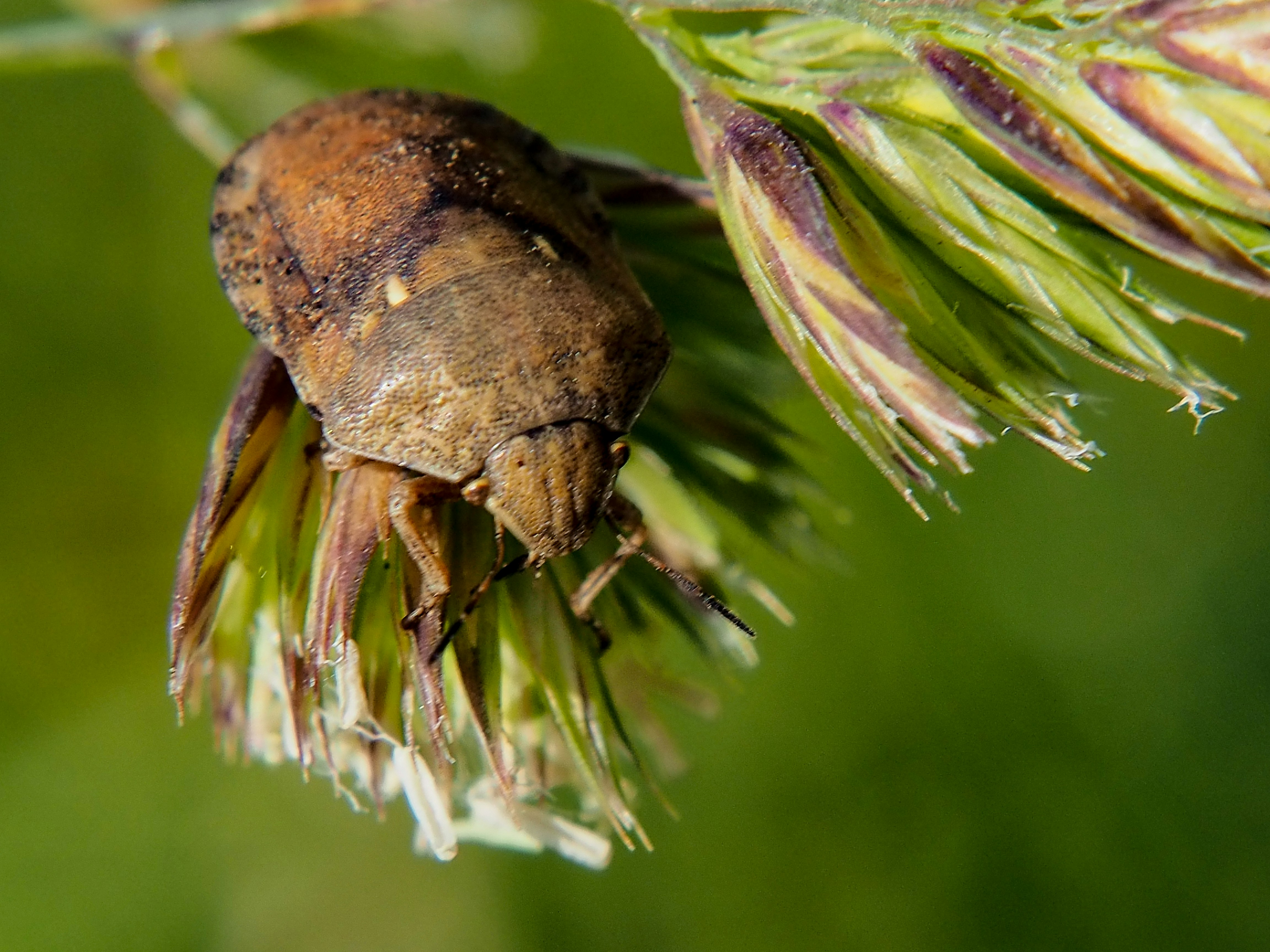 Gros plan d’un insecte sur une plante photo – Photo Pologne Gratuite ...