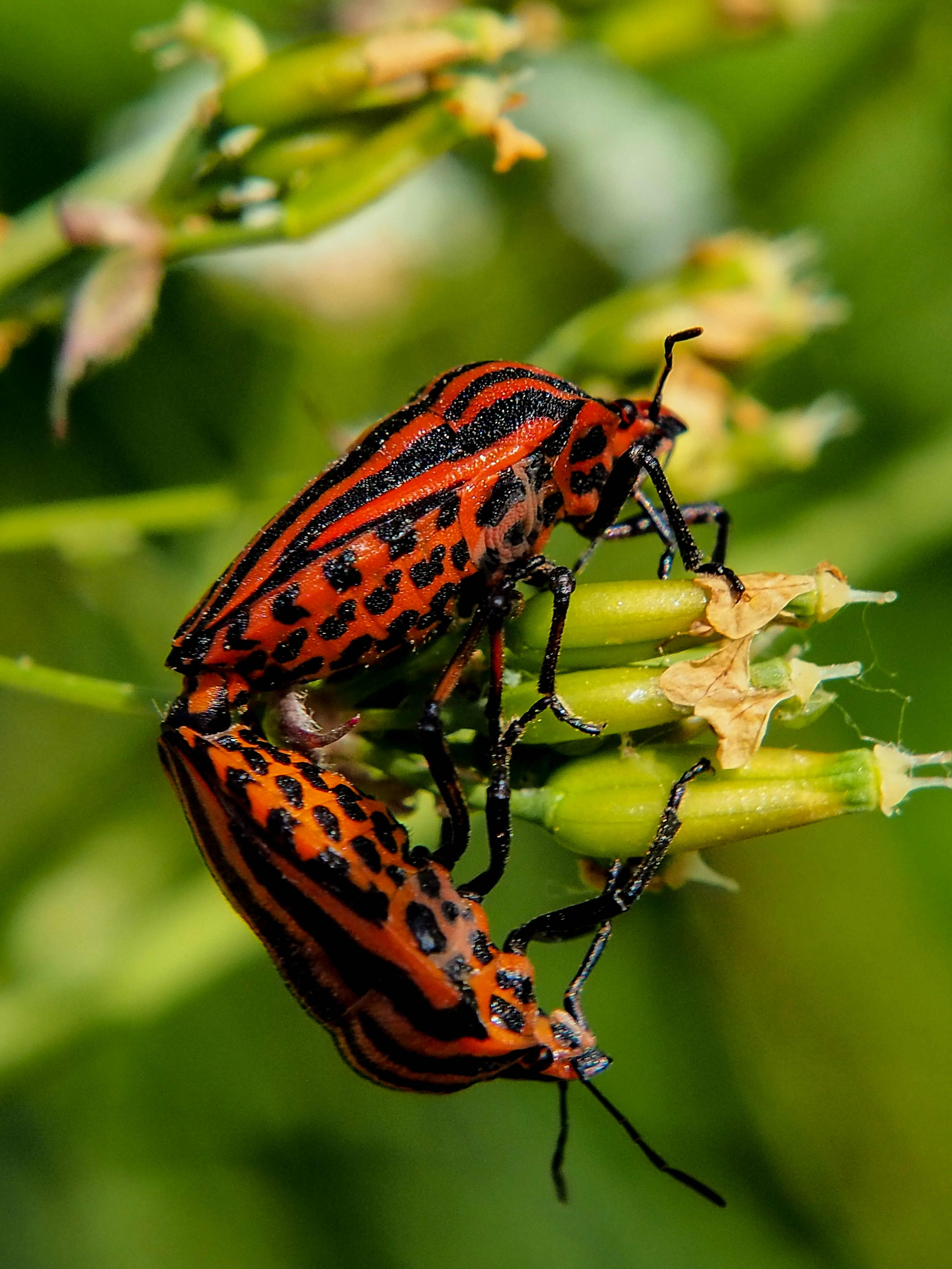 Close-up of two red-and-black firebugs perched on a green plant stem, captured in vibrant macro detail.
