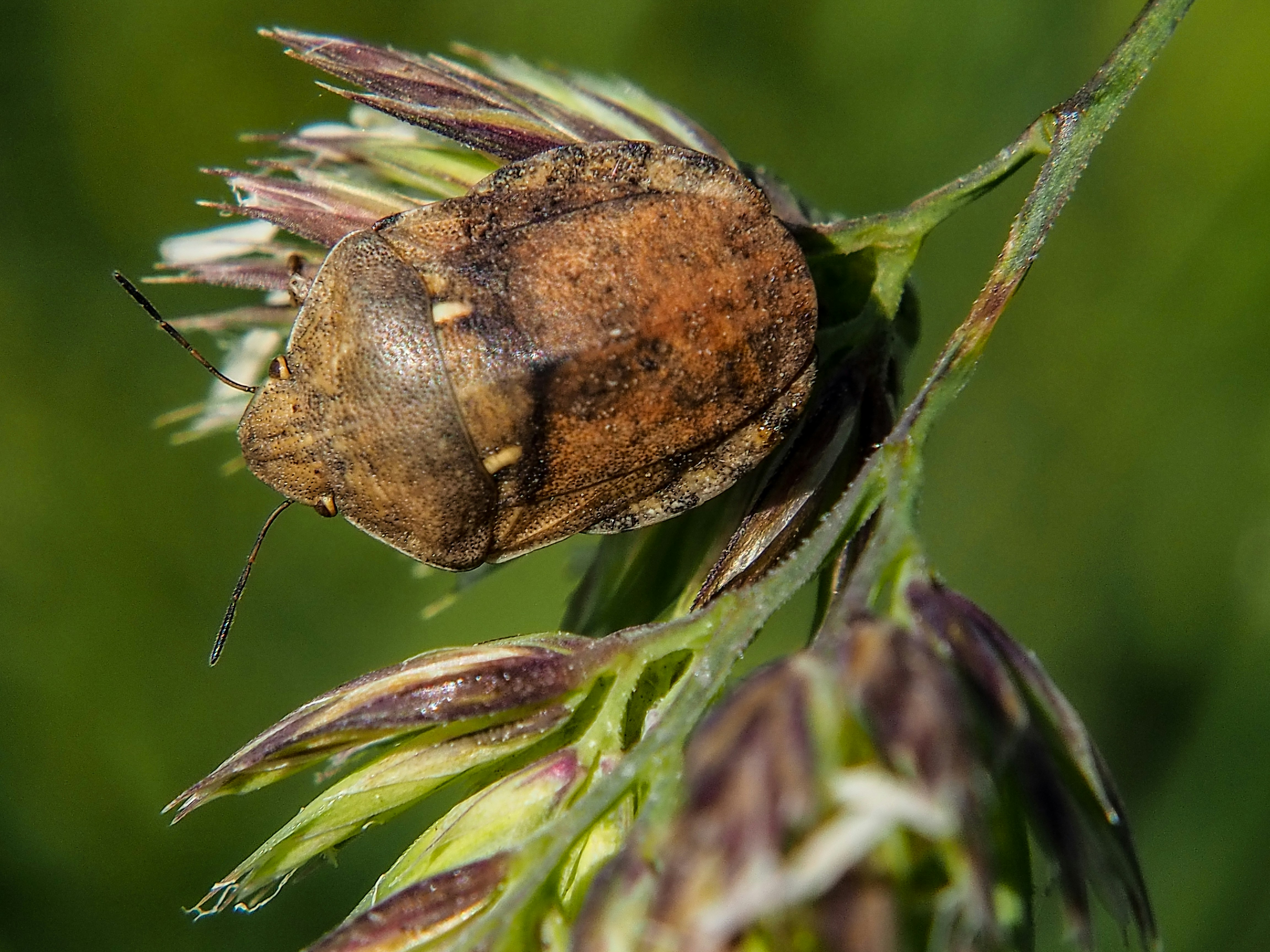 A close up of a bug on a flower photo – Free Poland Image on Unsplash