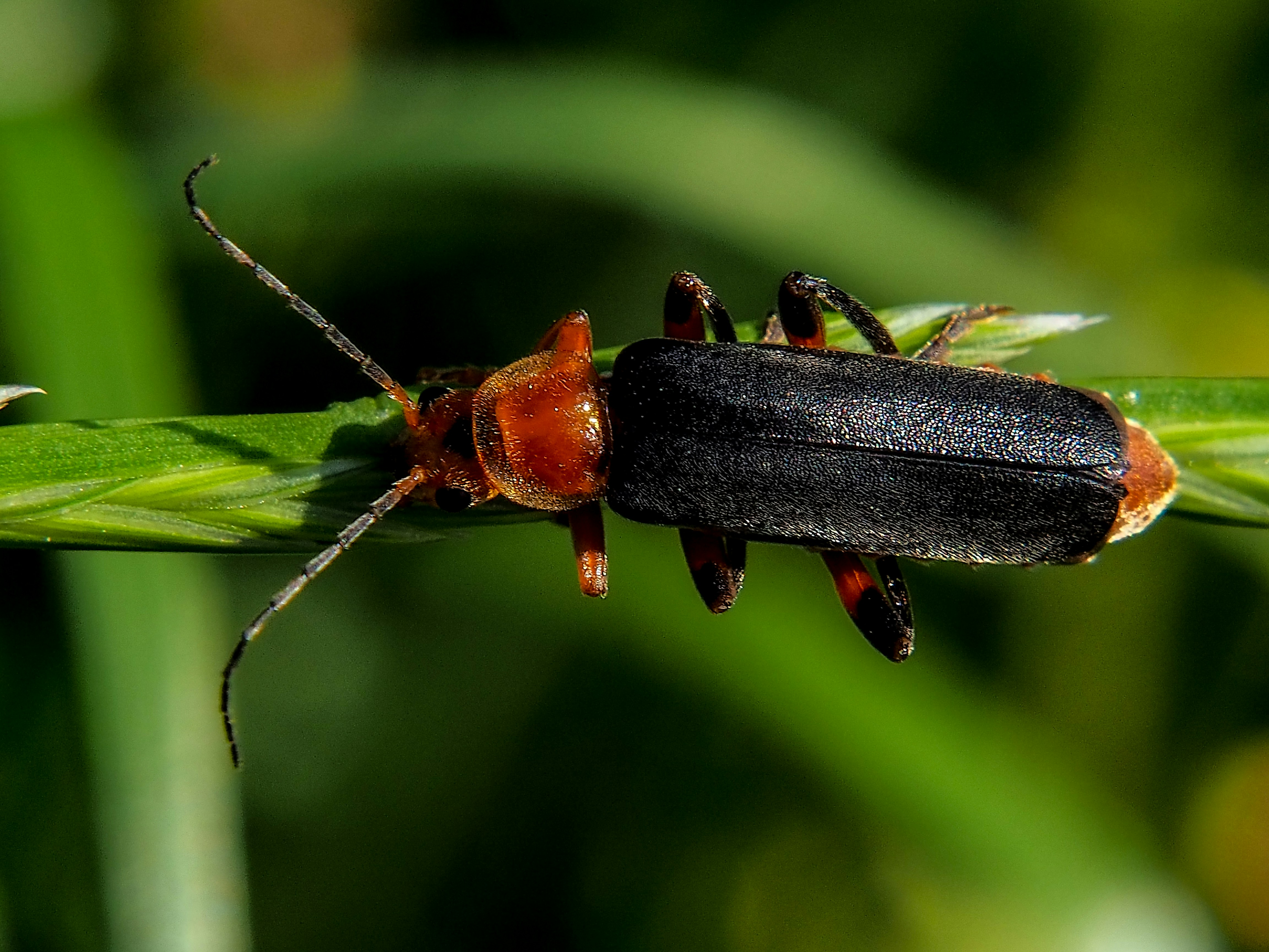A close up of a bug on a plant photo – Free Poland Image on Unsplash